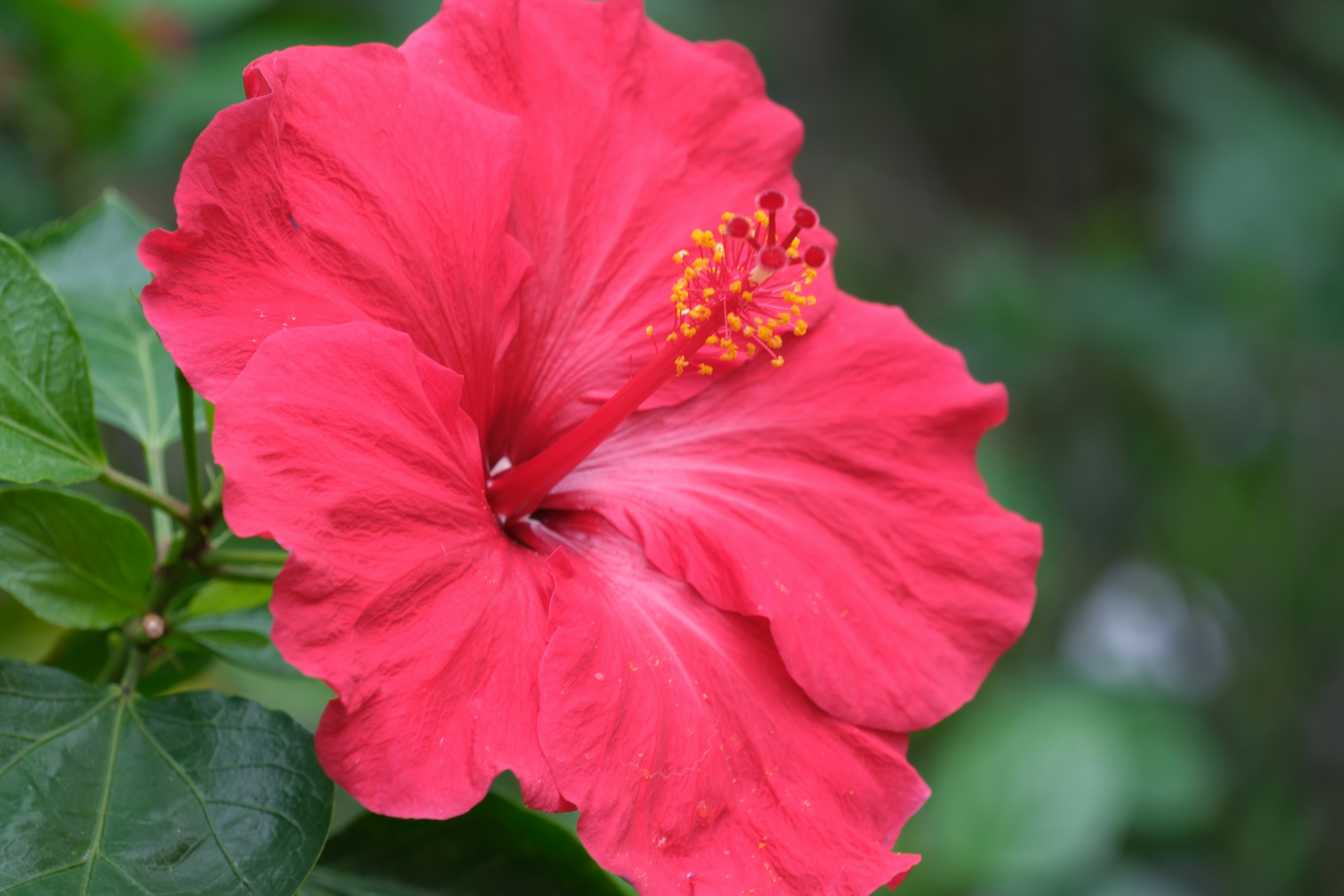 Red Hibiscus Burst: A Bold Petal in Focus