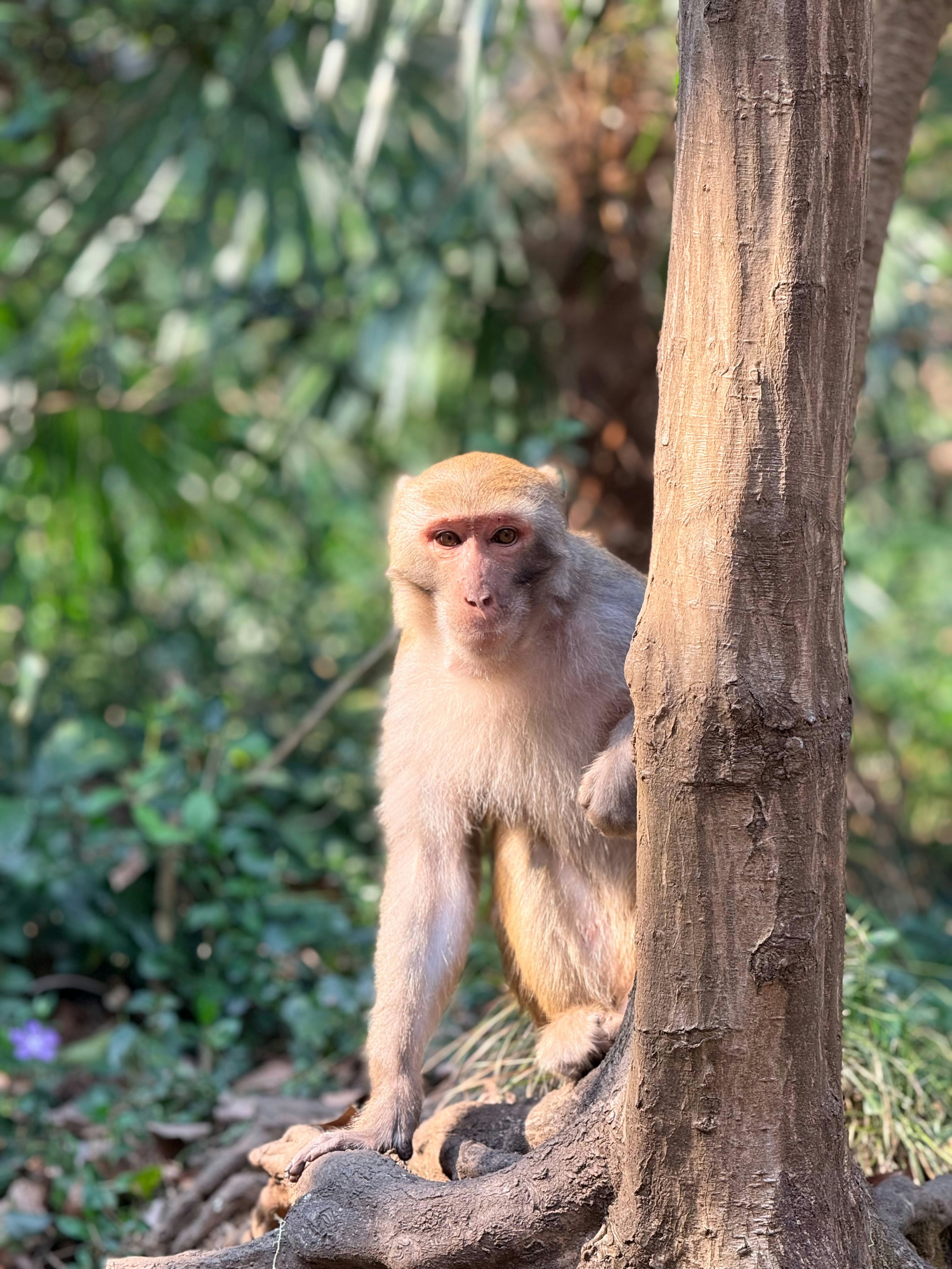 Curious Langur Peering from the Trunk