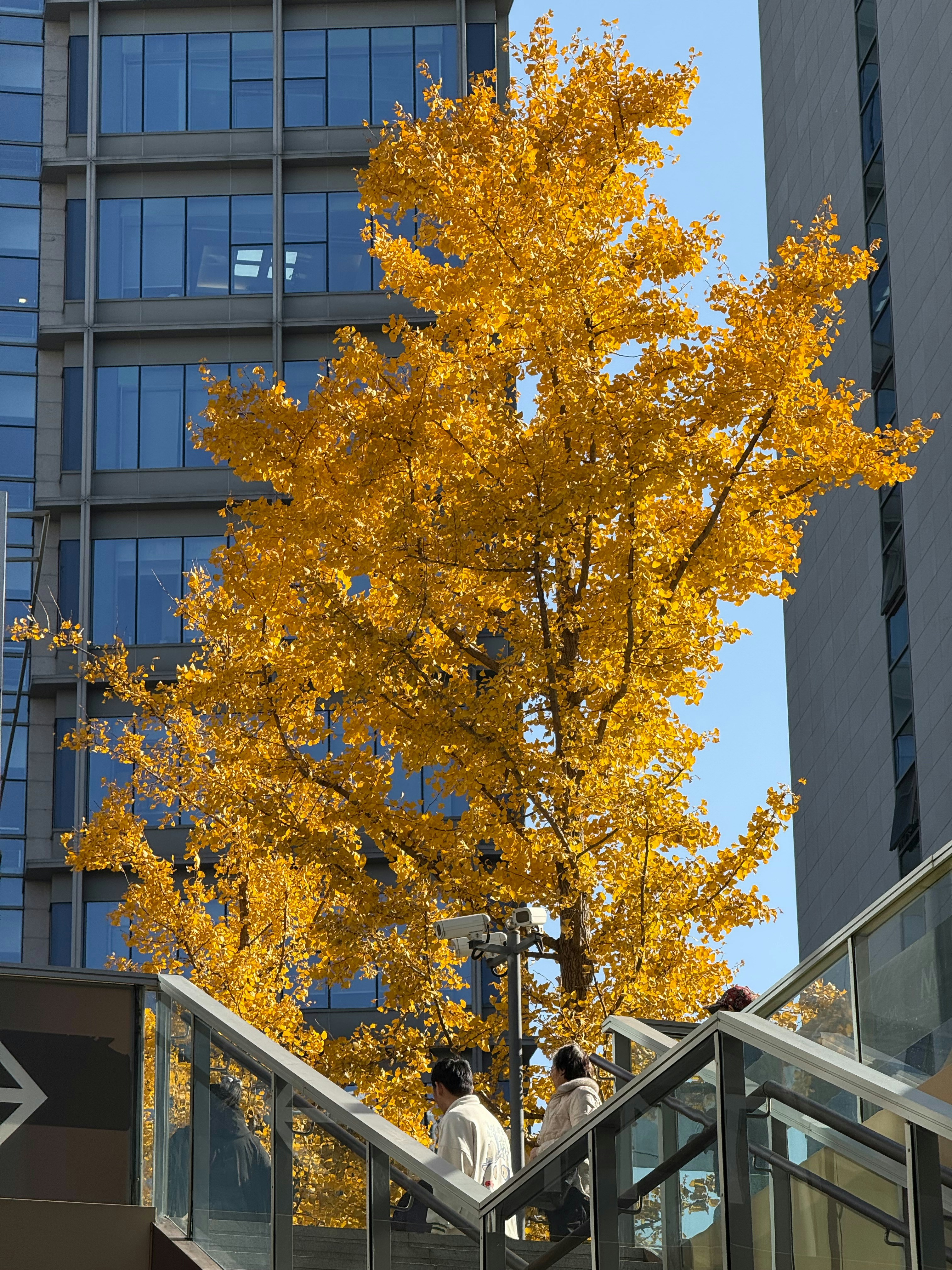 A bright yellow ginkgo tree in front of modern buildings.