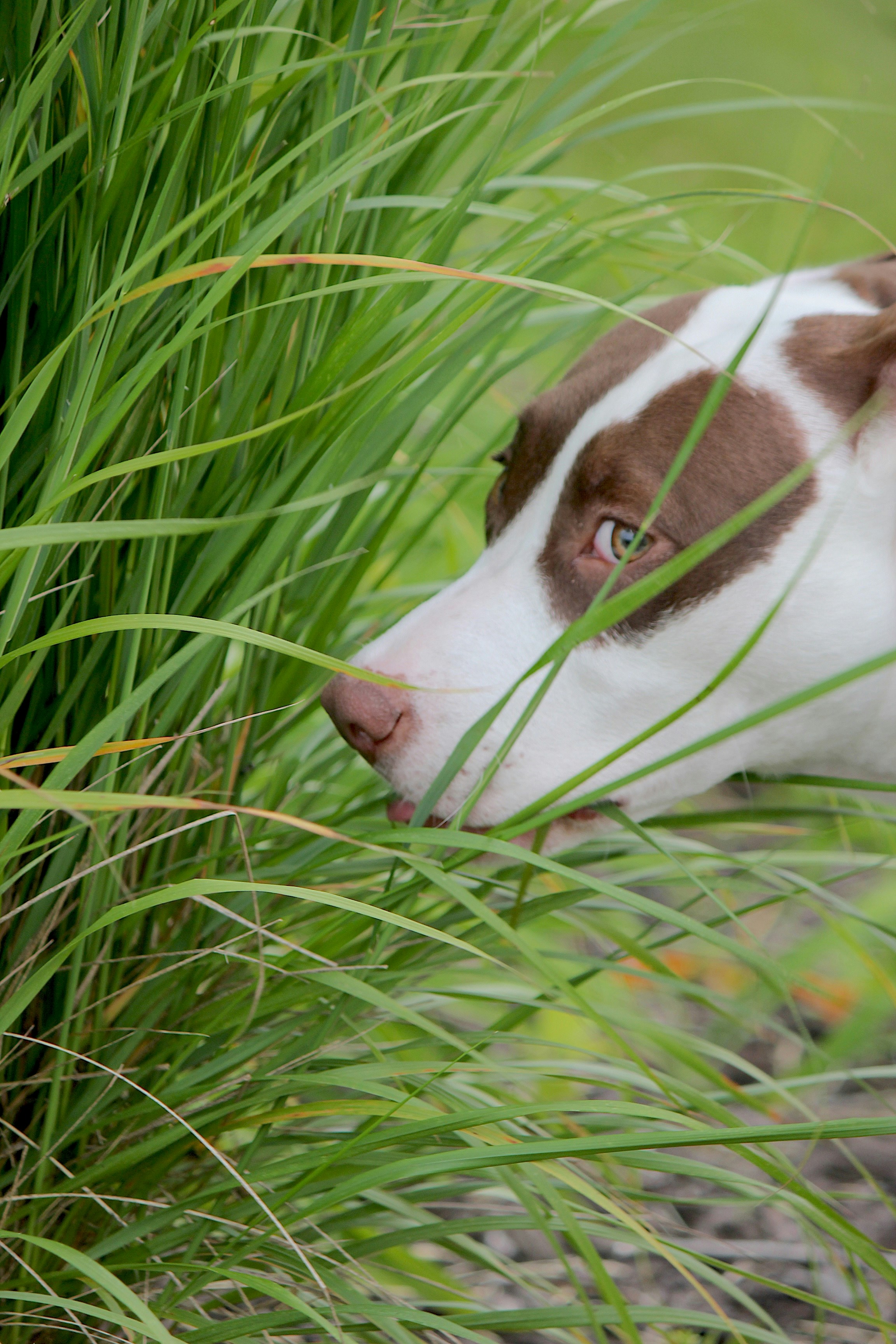 Whiskered Gaze Through Dawn-Grass