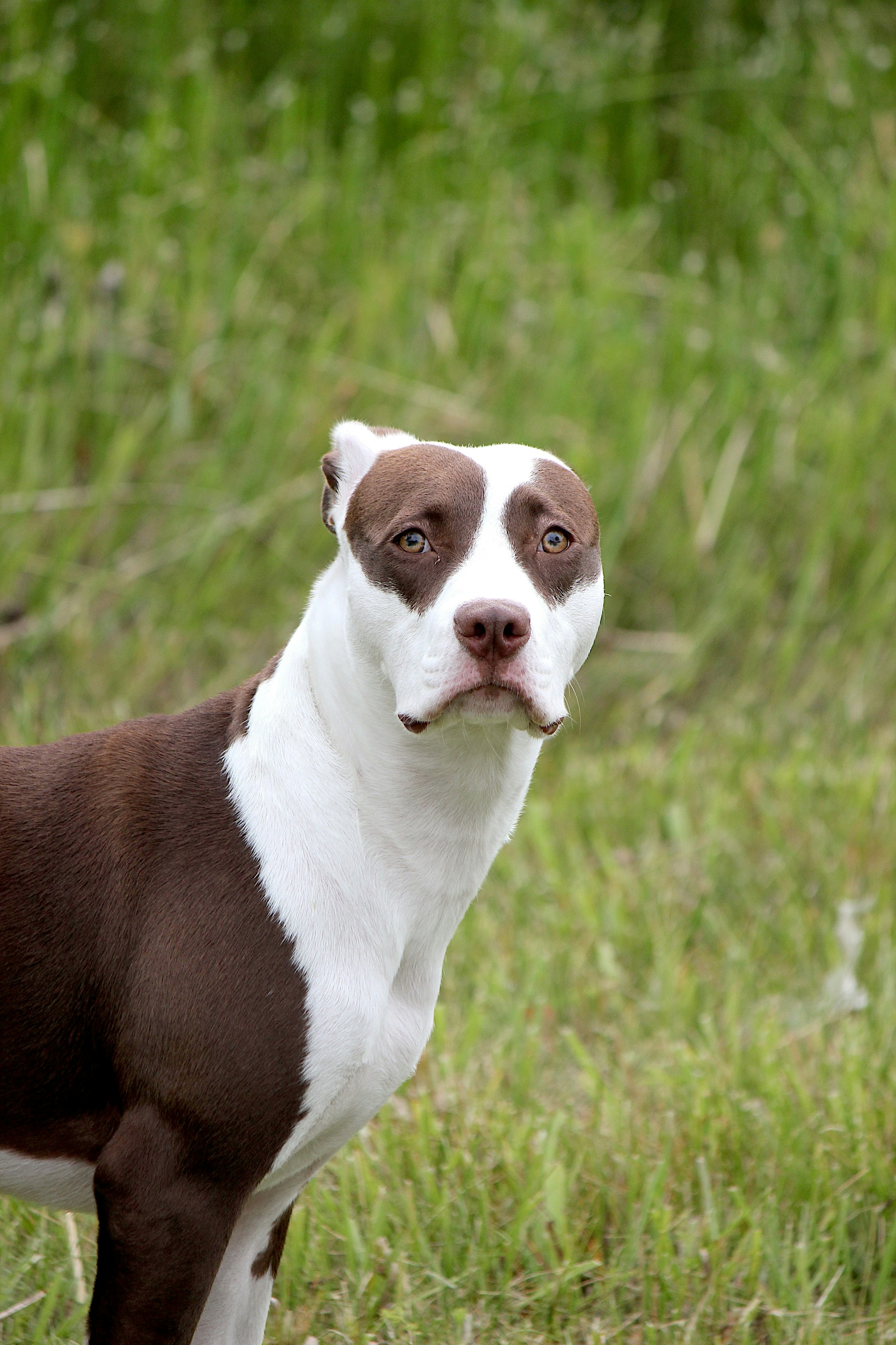 Eyes in the Field: A Noticeable Gaze of a Brown-White Hound