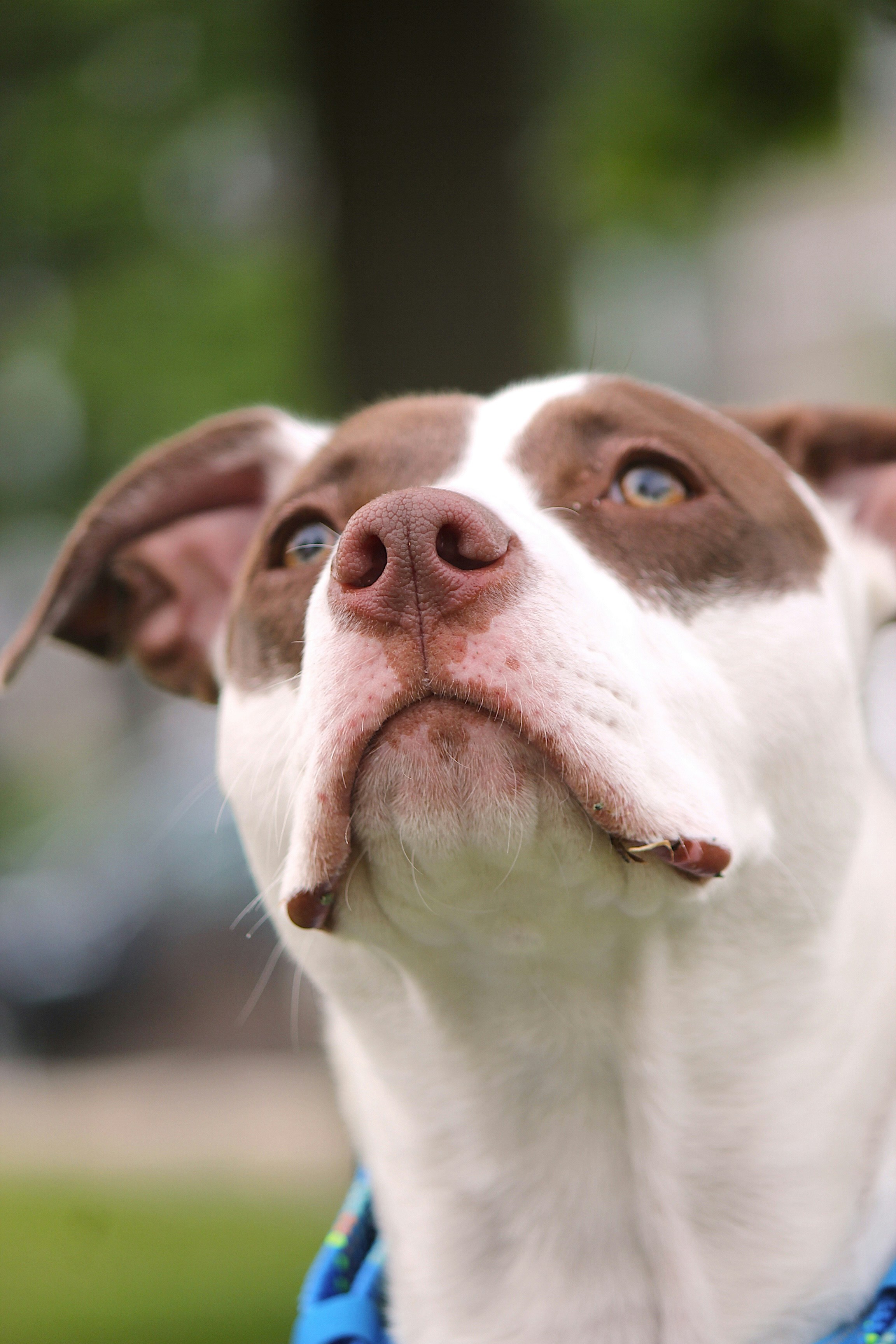 Close-Up, Curious Pup: A Brown and White Snout Gaze