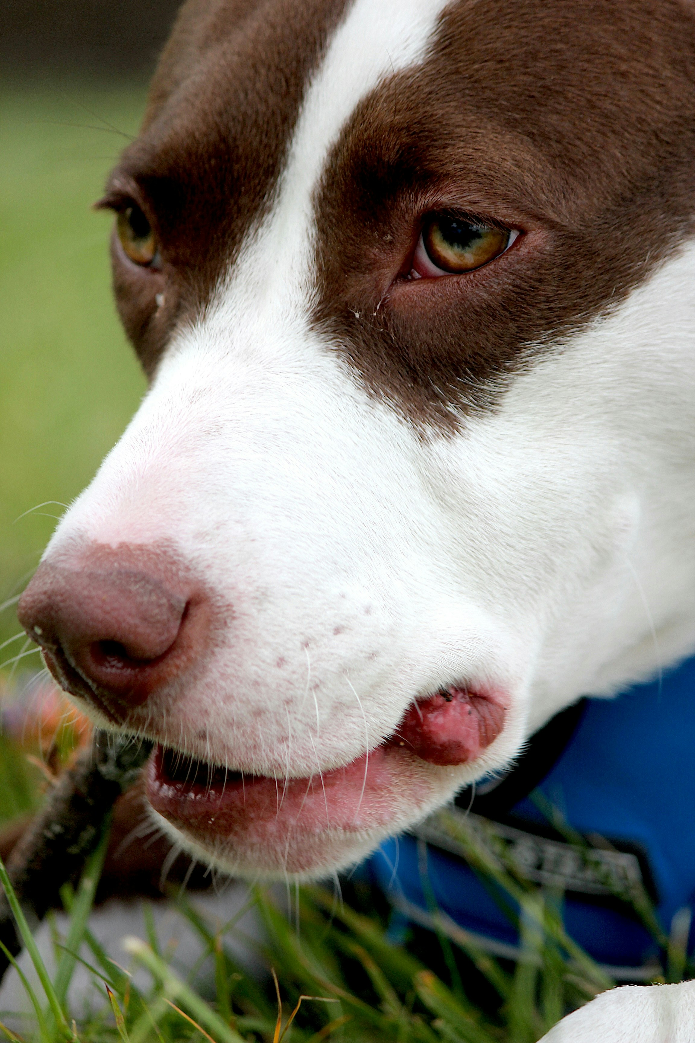 Close-up of a Brown-and-White Dog Gaze with Soft Focus on the Eye