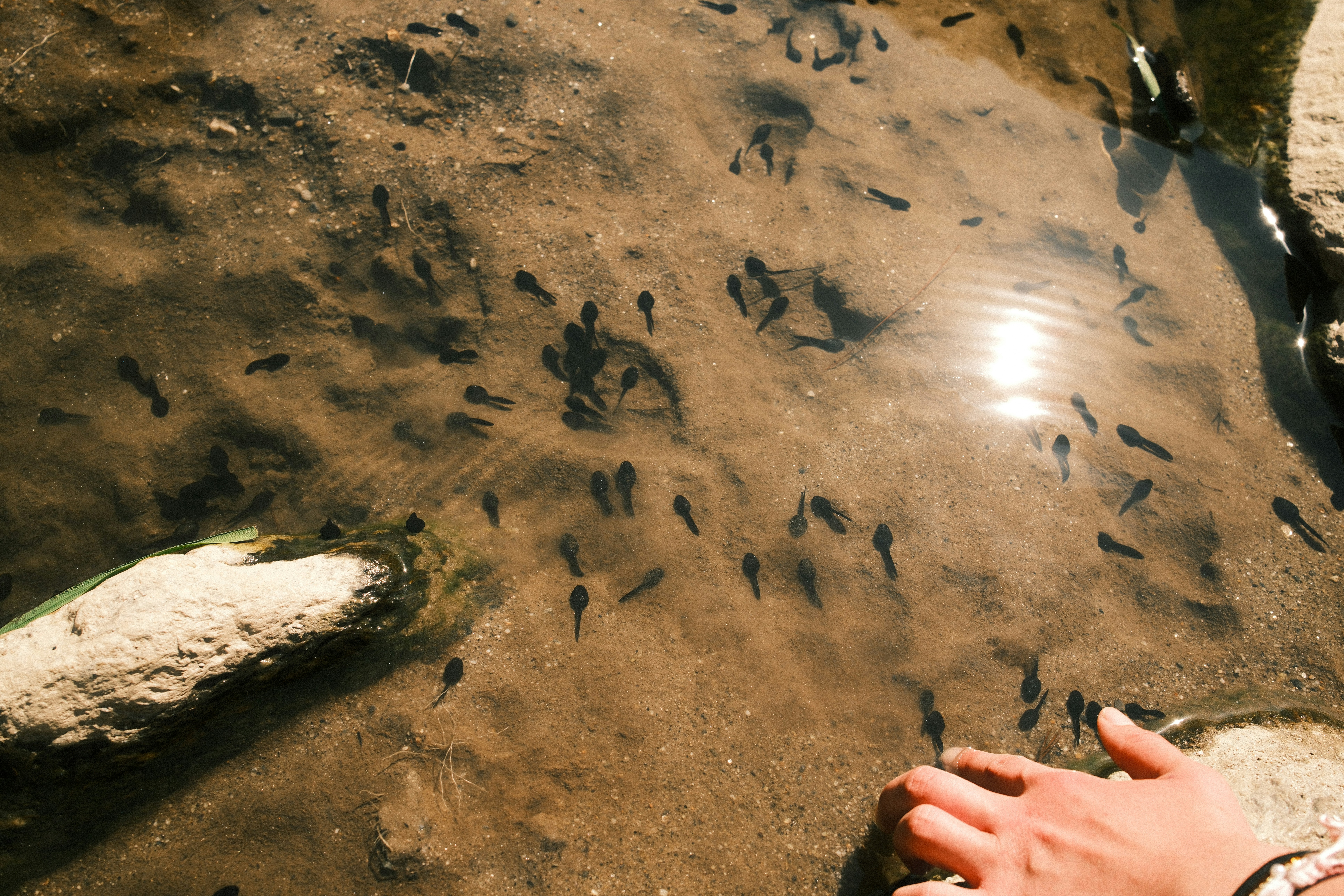 Touch of Water: A Hand Reaches Toward Flock of Tadpoles in Shallow Tide