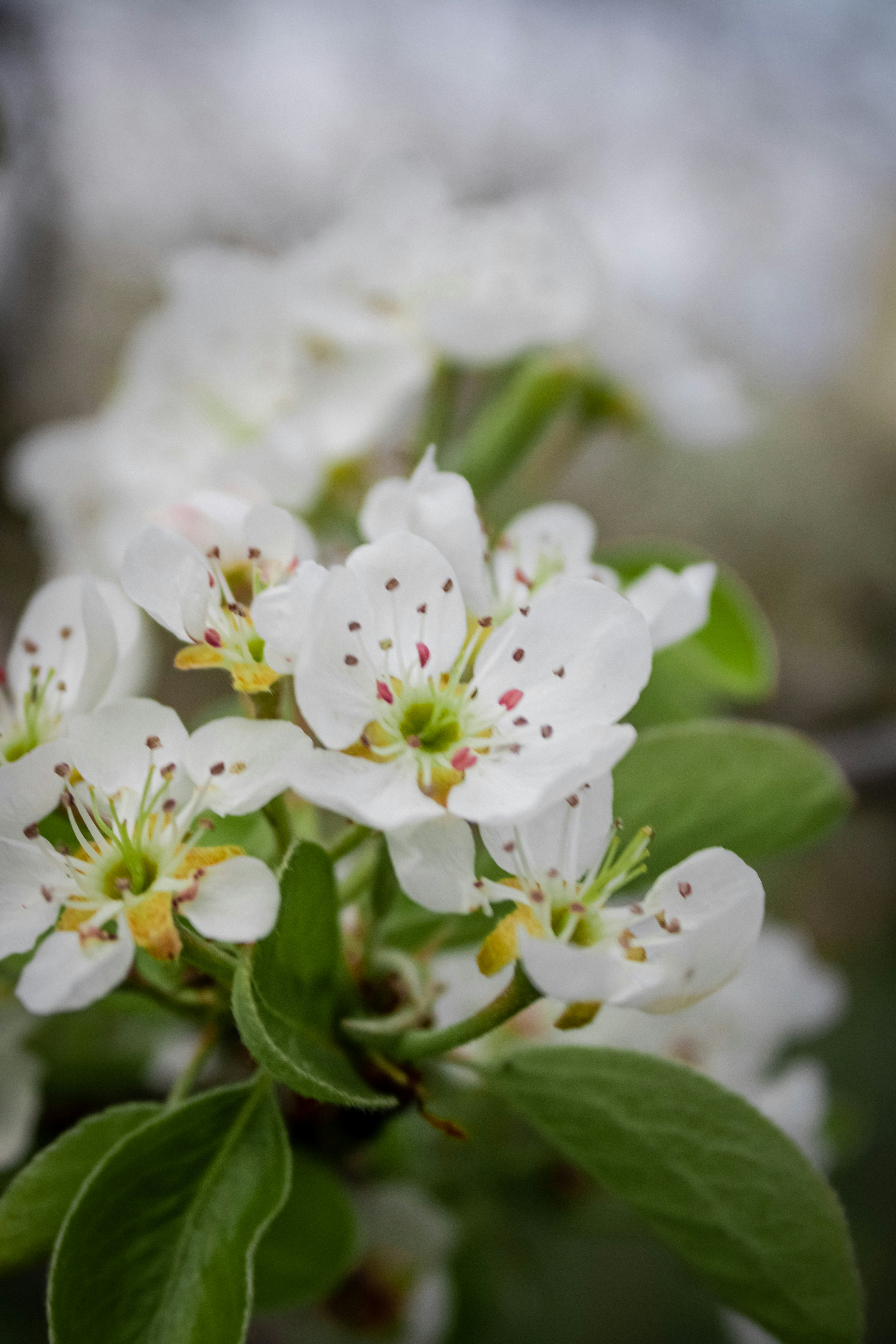Blossom Cluster in Soft Focus