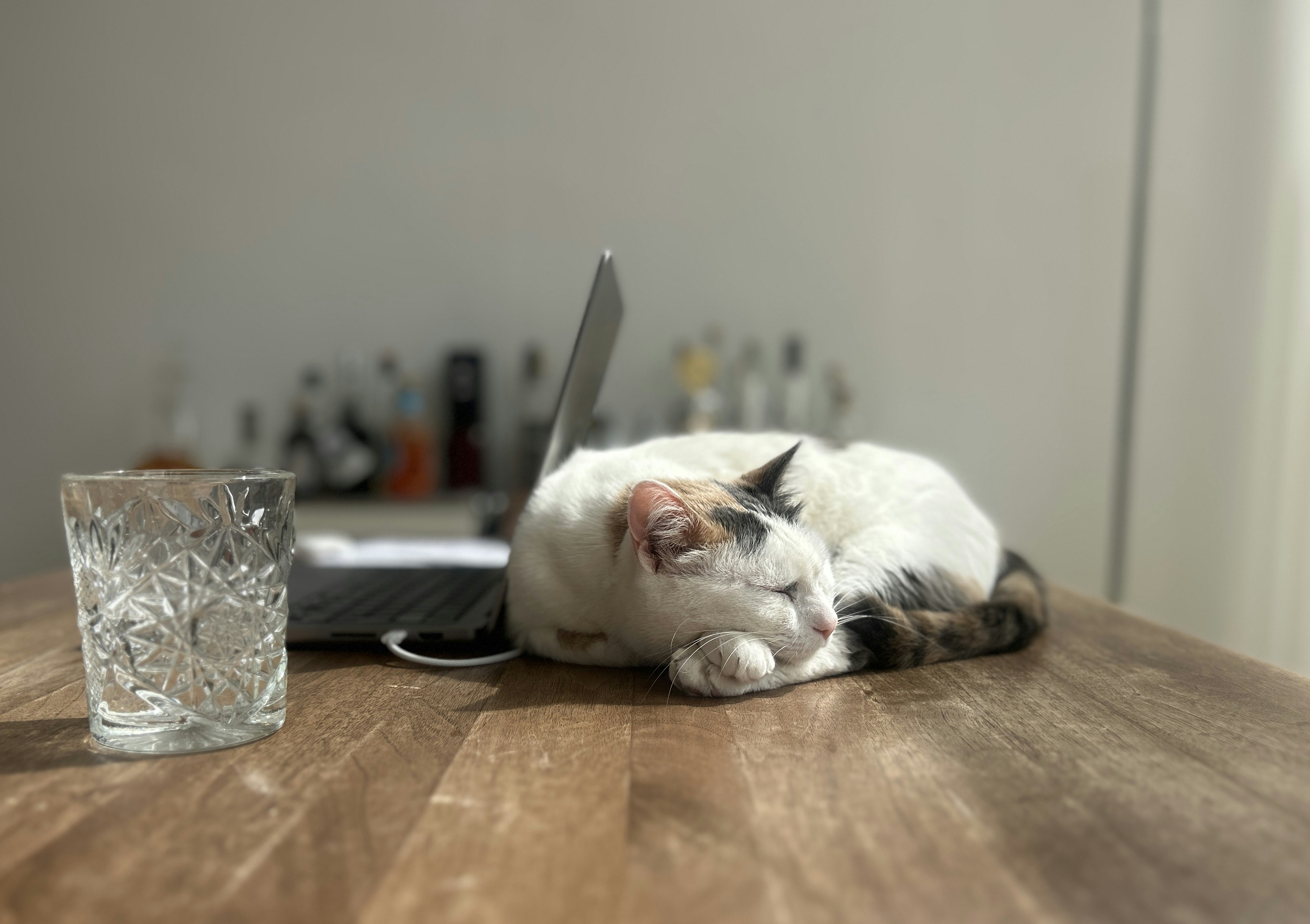 Nap Time by the Laptop: a Calico-and-White Cat on Wood