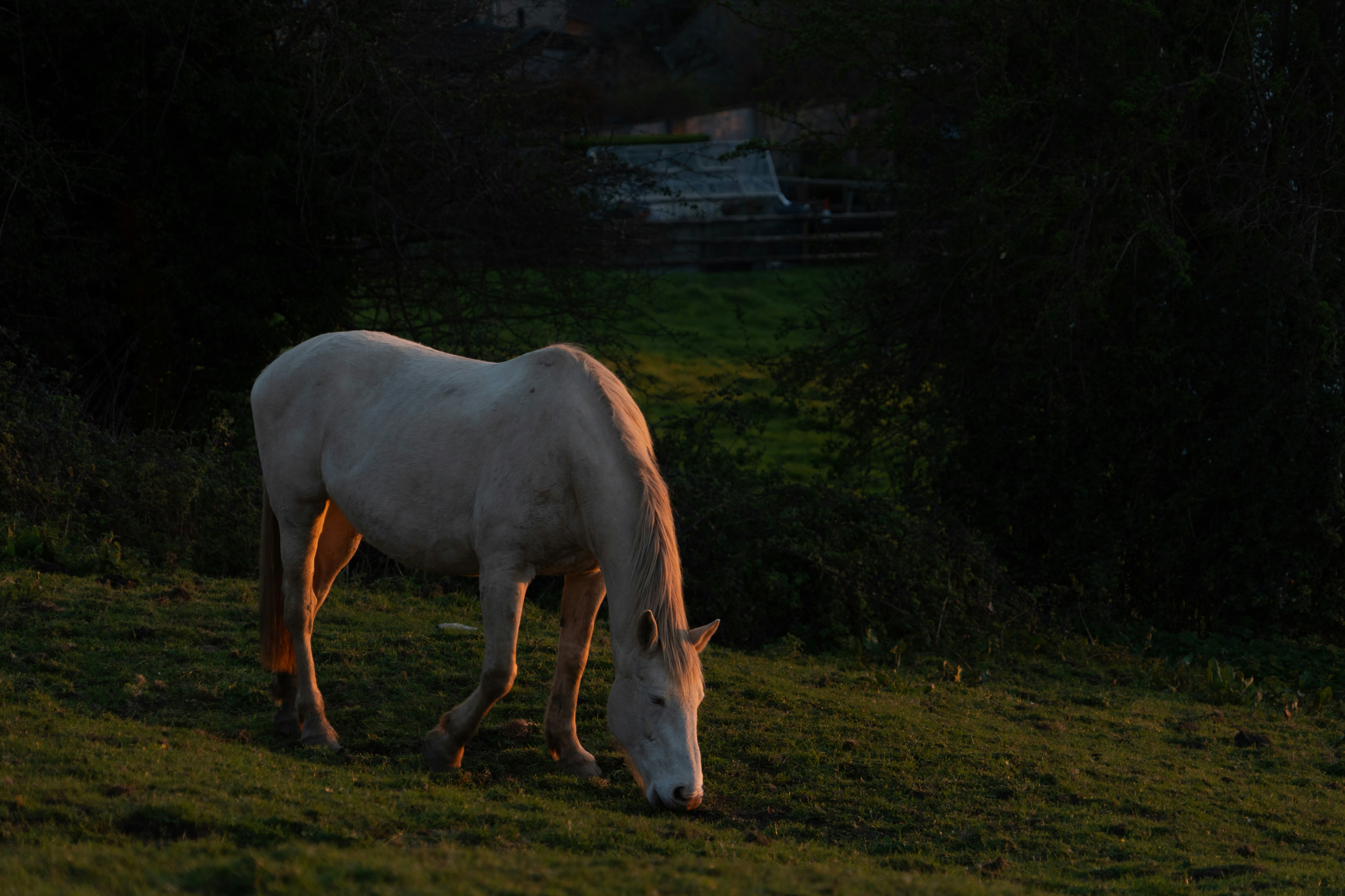 Quiet grazing at golden hour: a white horse in a sunlit pasture