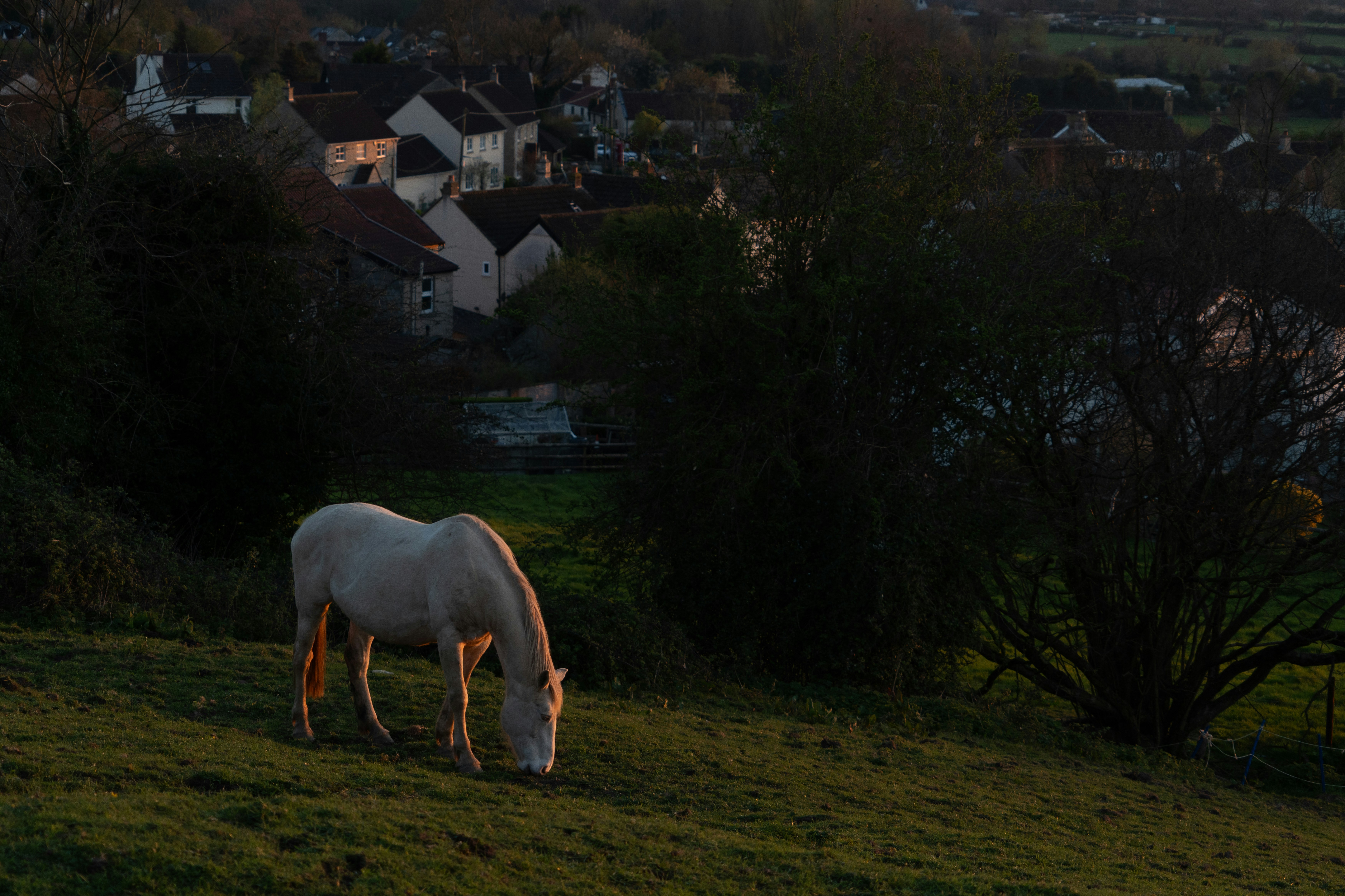 Hearthside Grazing: Twilight White at the Hill