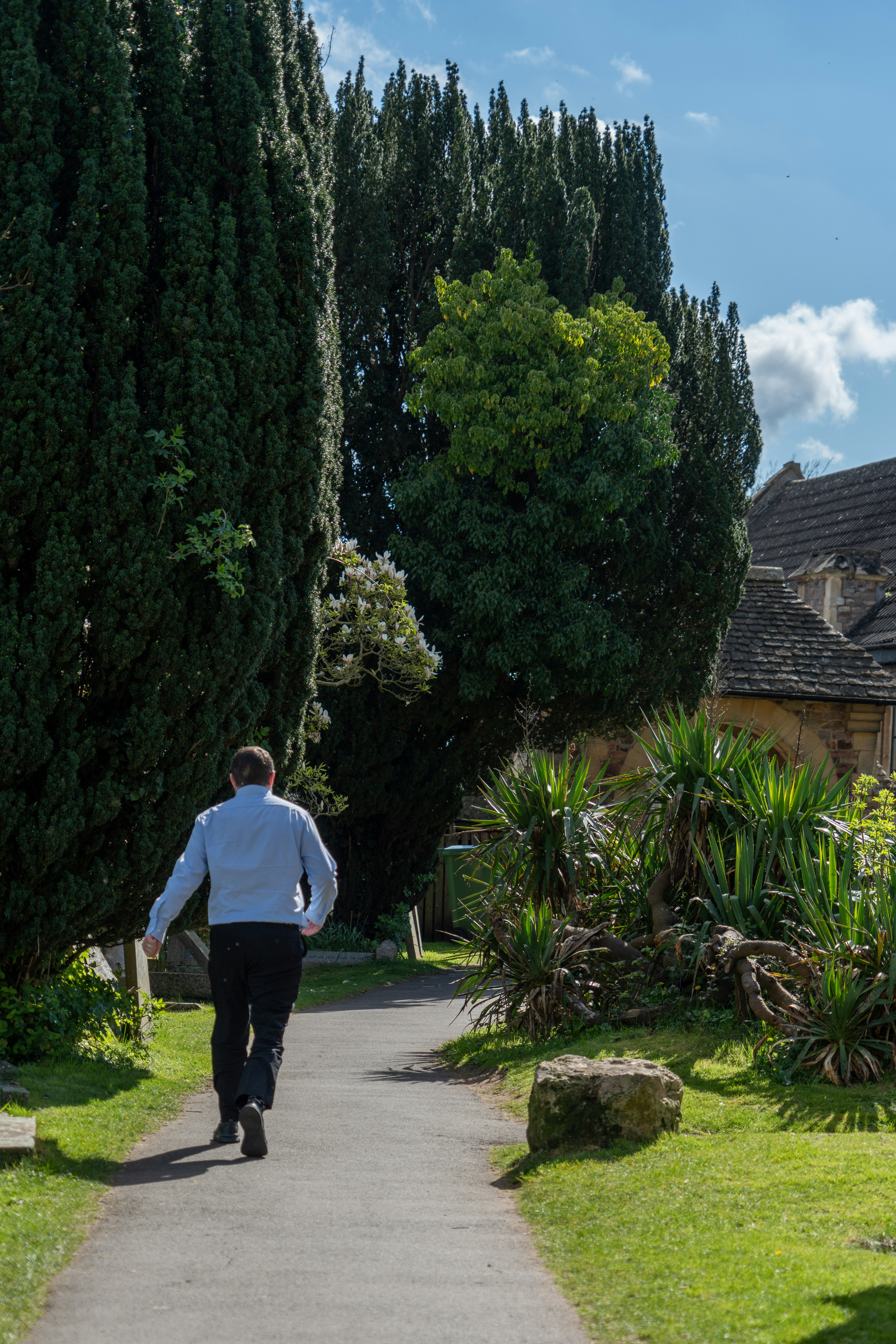 Runner in a sunlit garden path beneath tall cypress trees