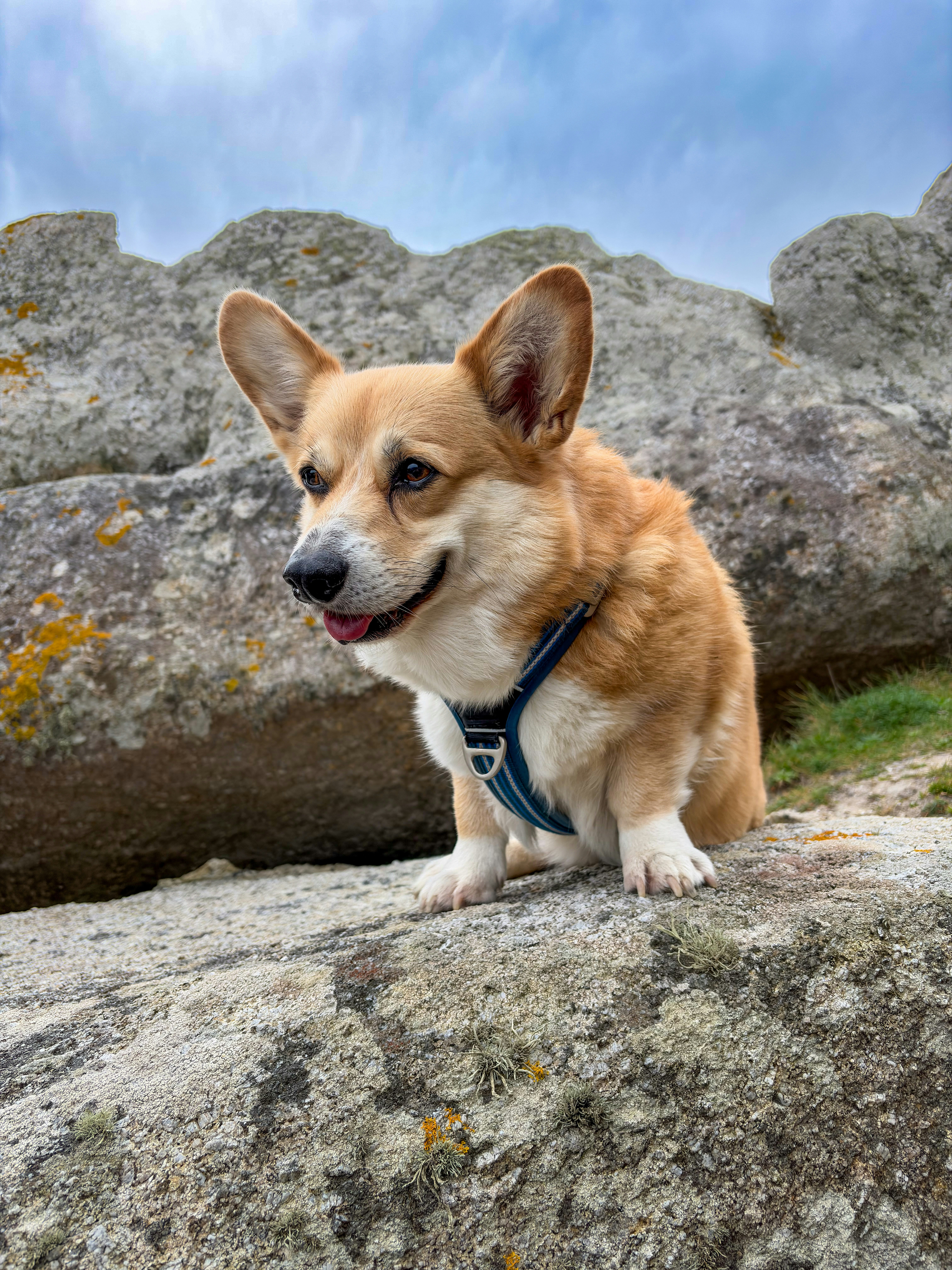 Corgi on the Ledge: Golden Gaze Over Stone Ridge
