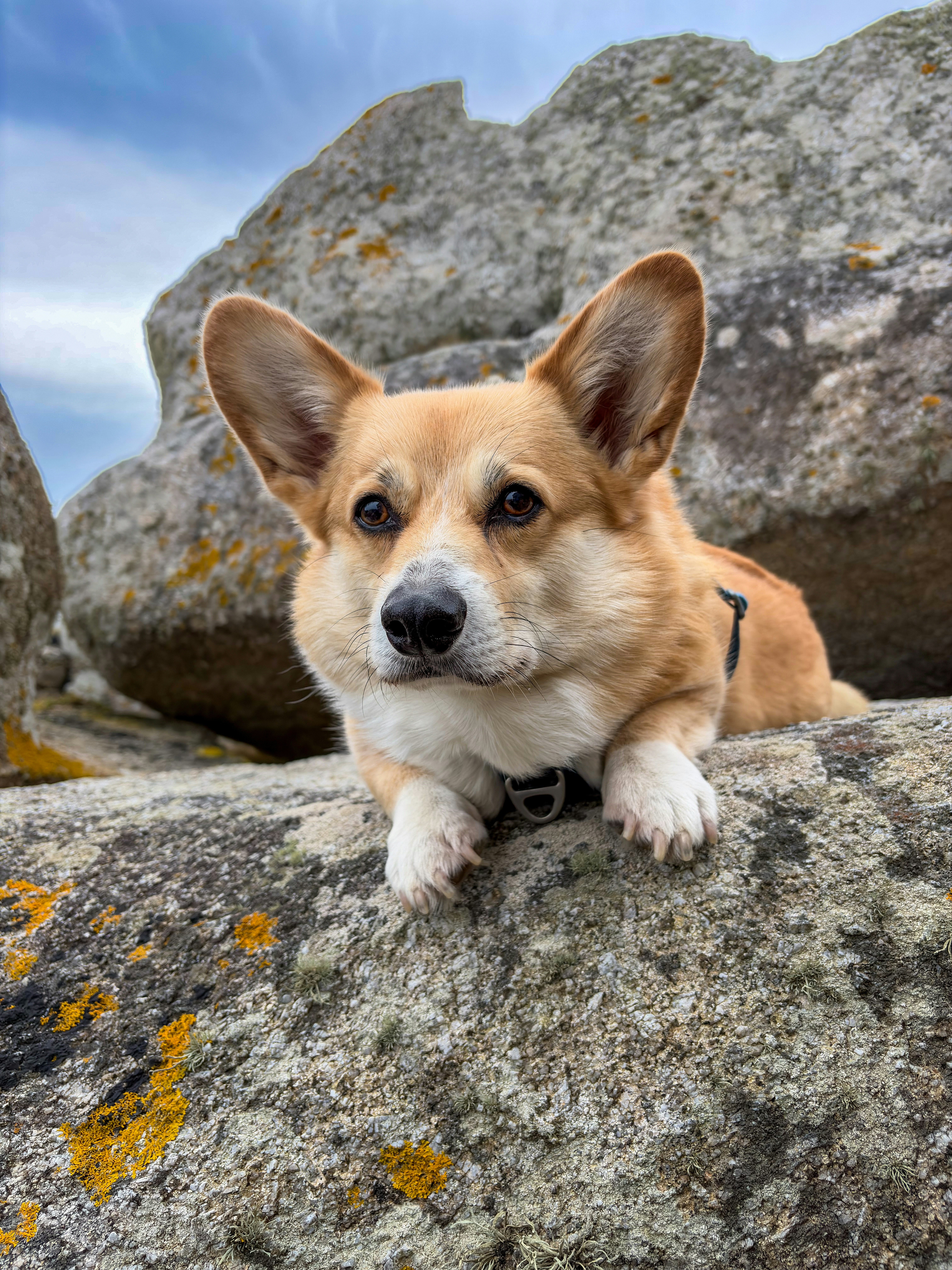 Lone Corgi Scout on Weathered Granite