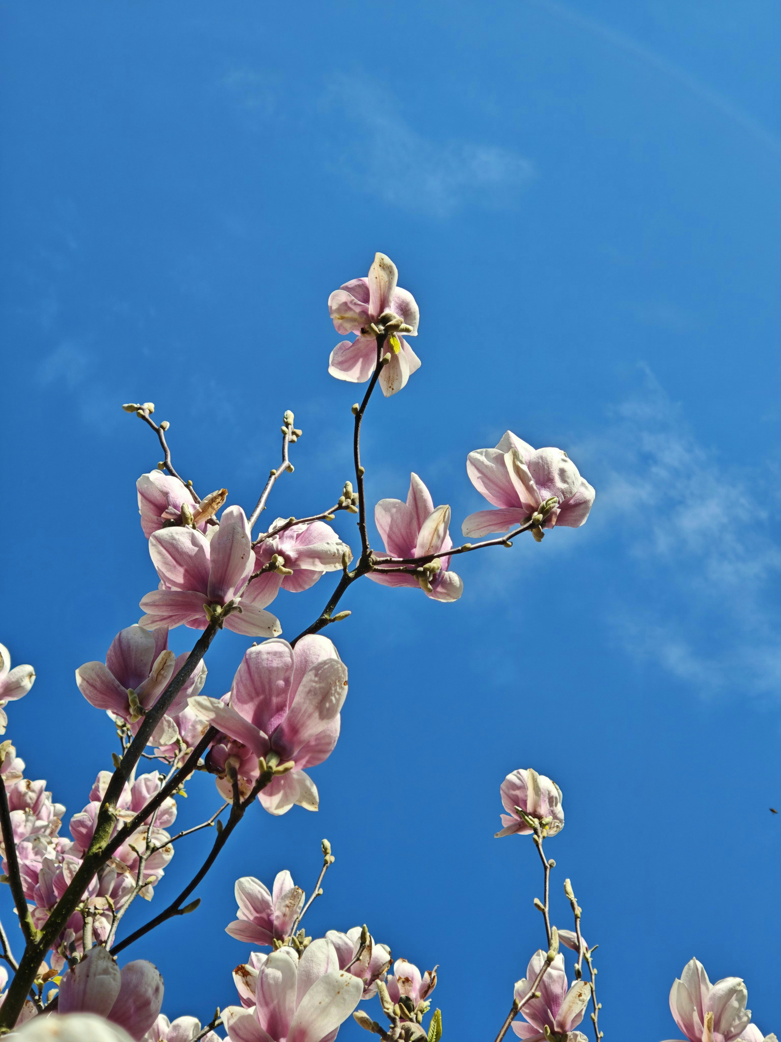 Pink Magnolia Sprigs Reaching Toward a Clear Spring Sky