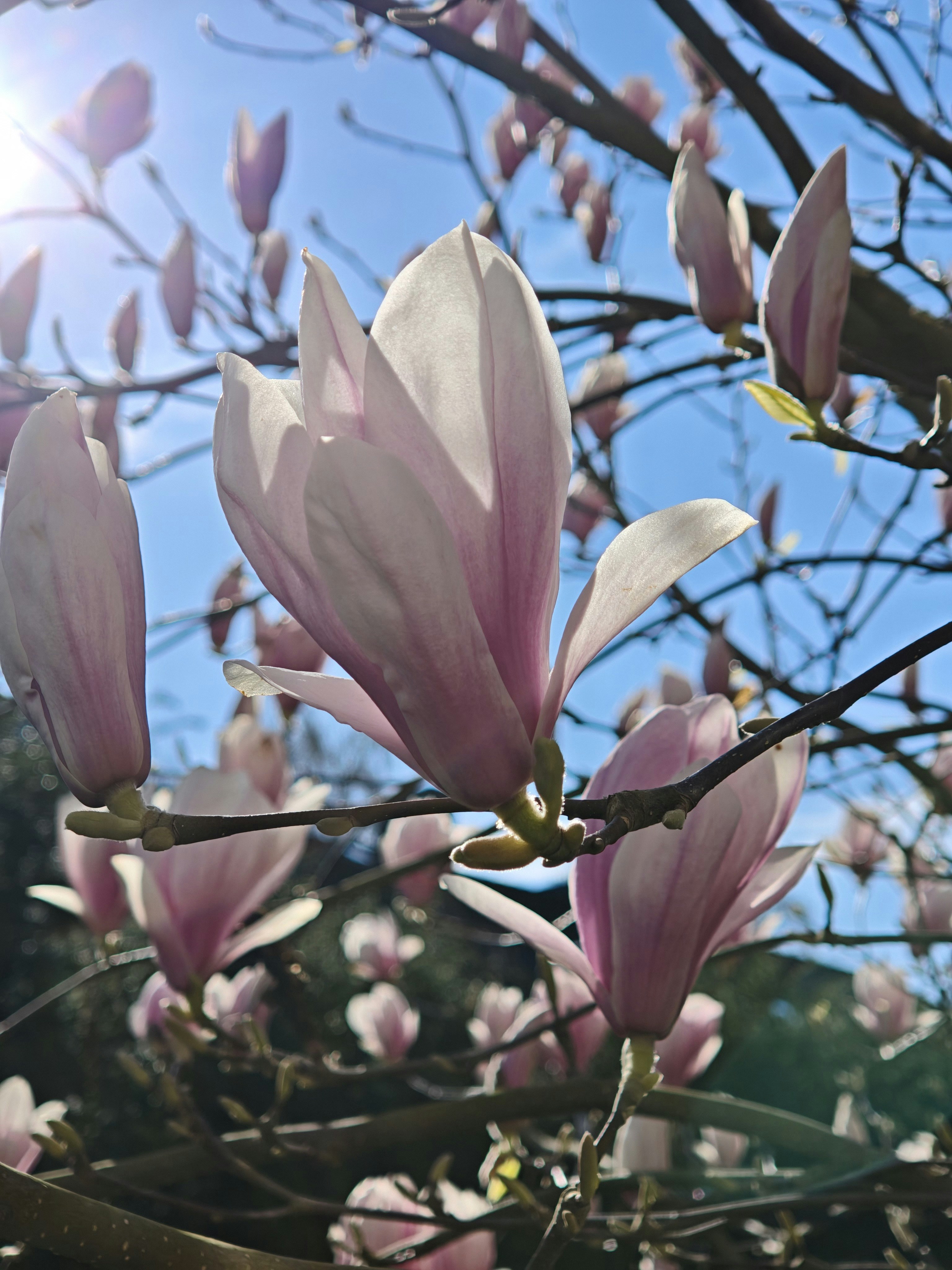 Blooming Magnolia Against a Clear Spring Sky