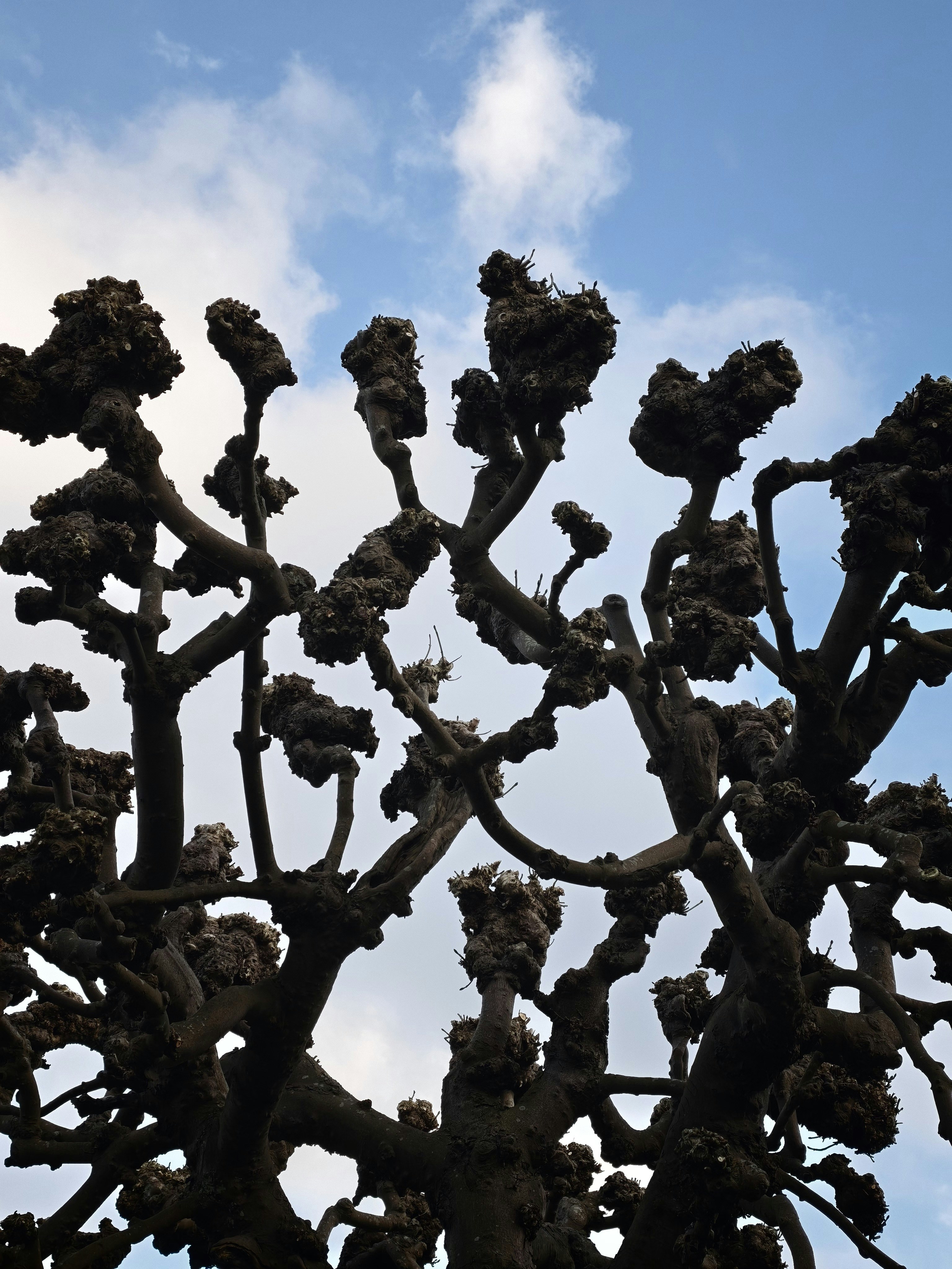 Silhouette of bare tree branches against a cloudy sky