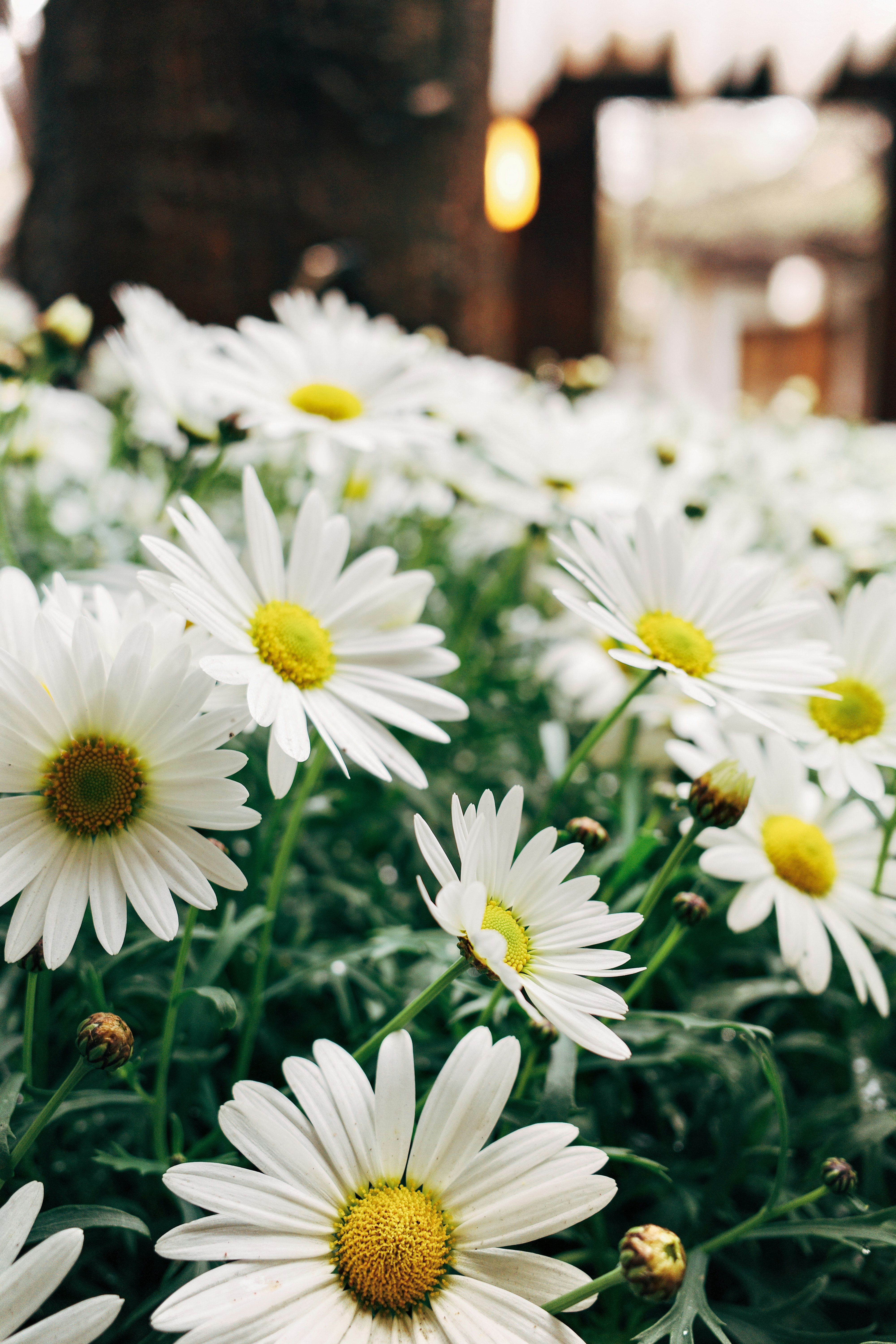 Moonlit Meadow: White Daisies in a Cozy Courtyard
