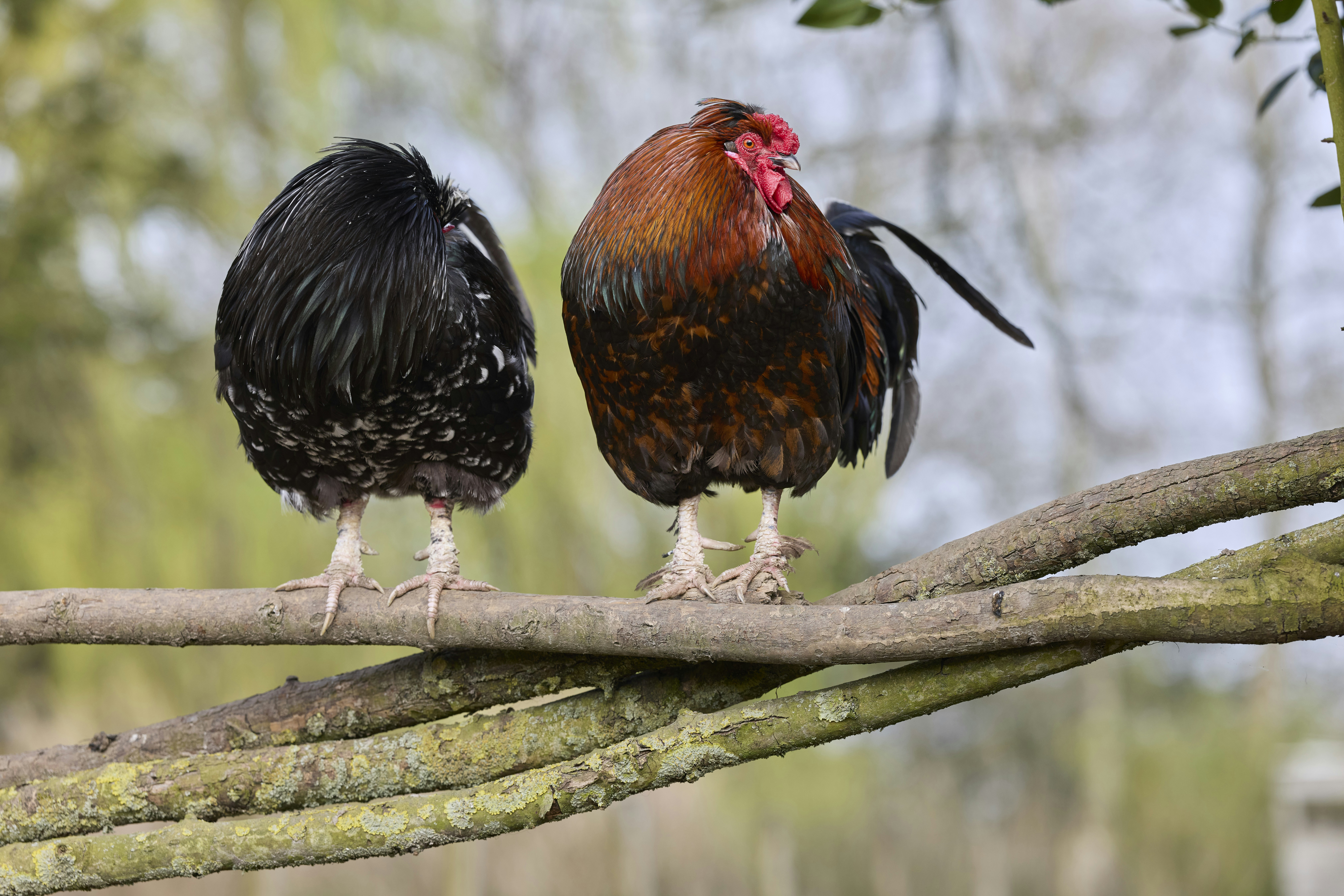 Two Roosters on a Mossy Branch: A Quiet Morning Perch