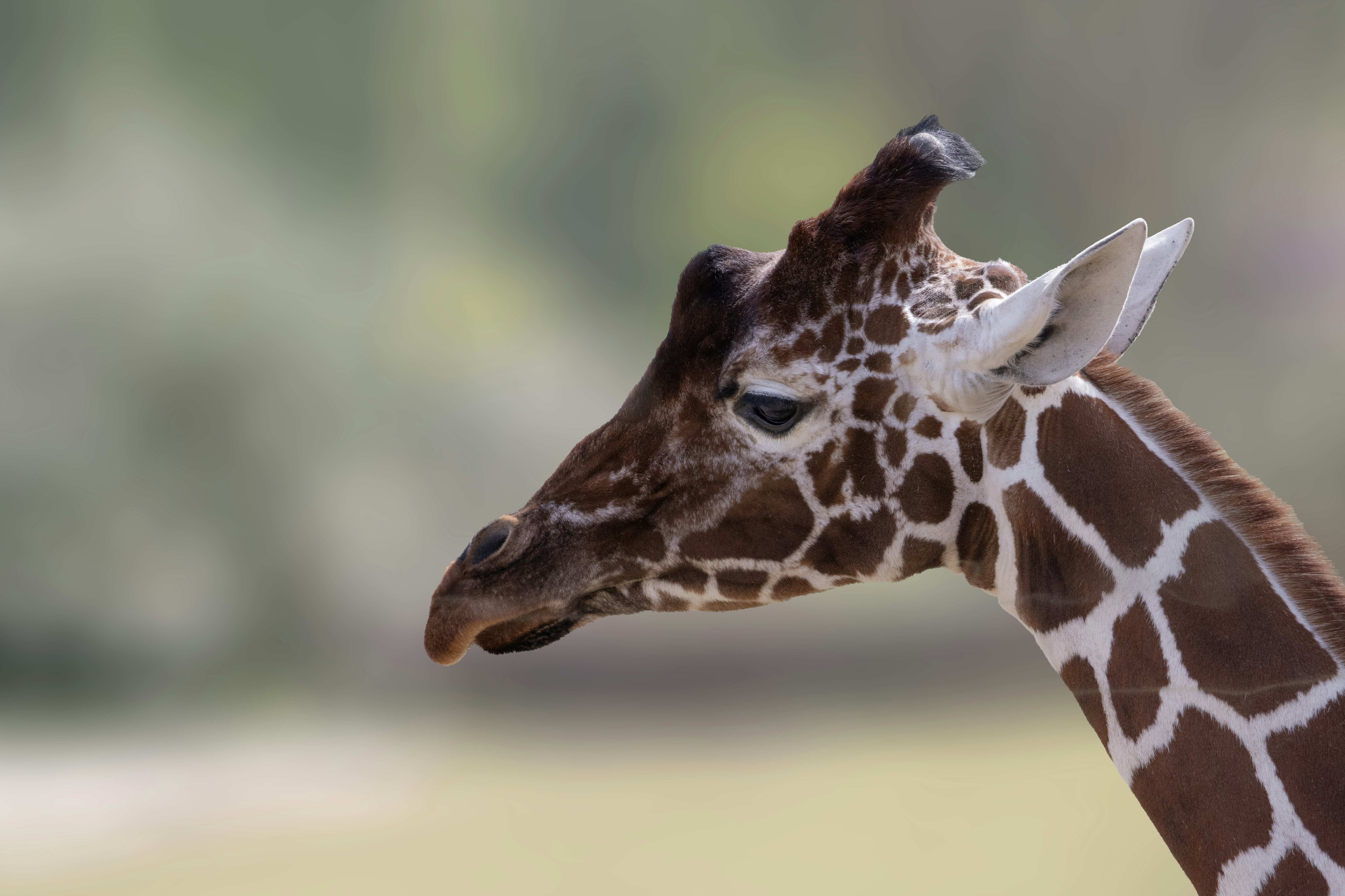 Giraffe Portrait: Quiet Gaze Against a Blurred Savannah