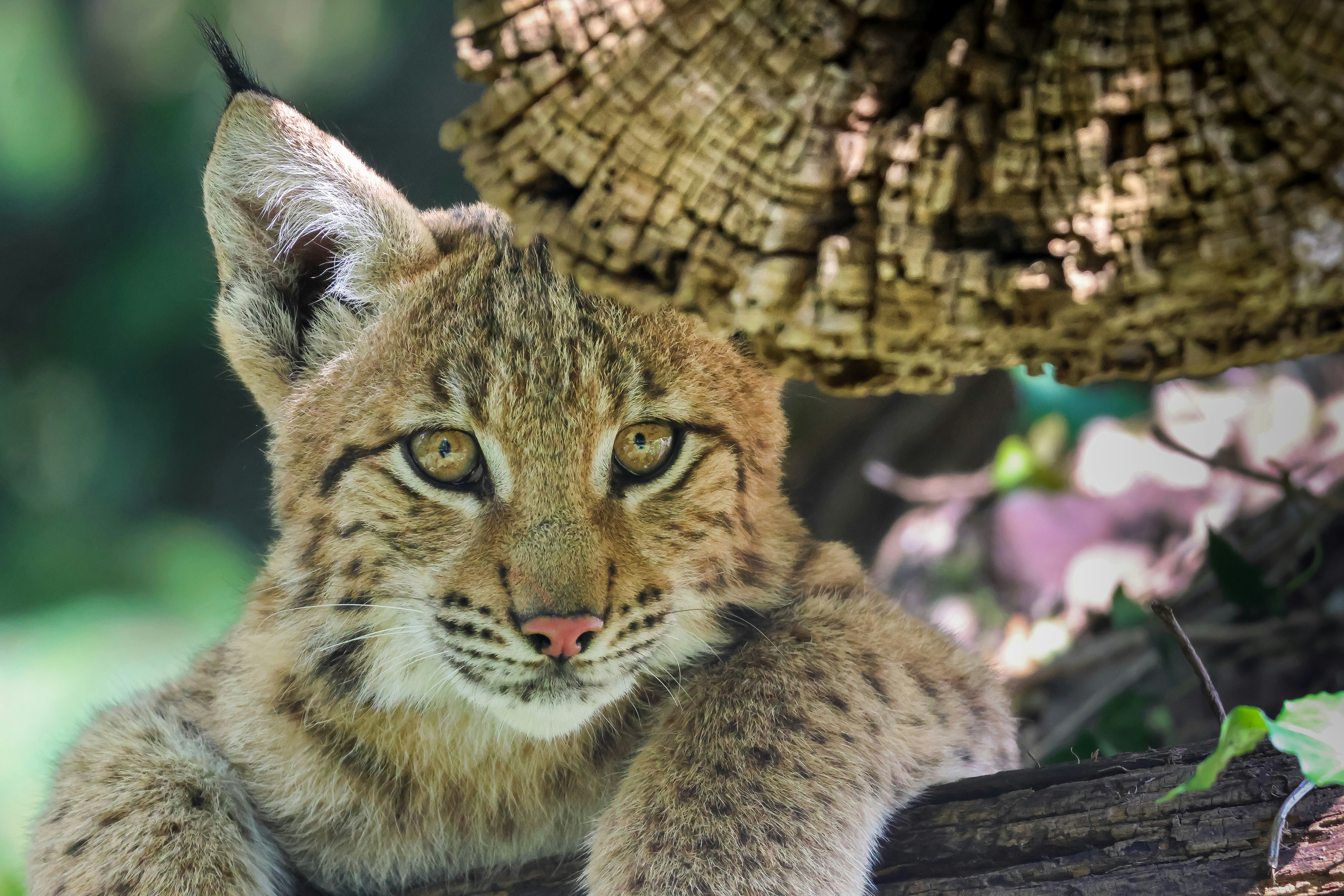 Eyes of a Curious Lynx Cat Beneath a Rustic Canopy