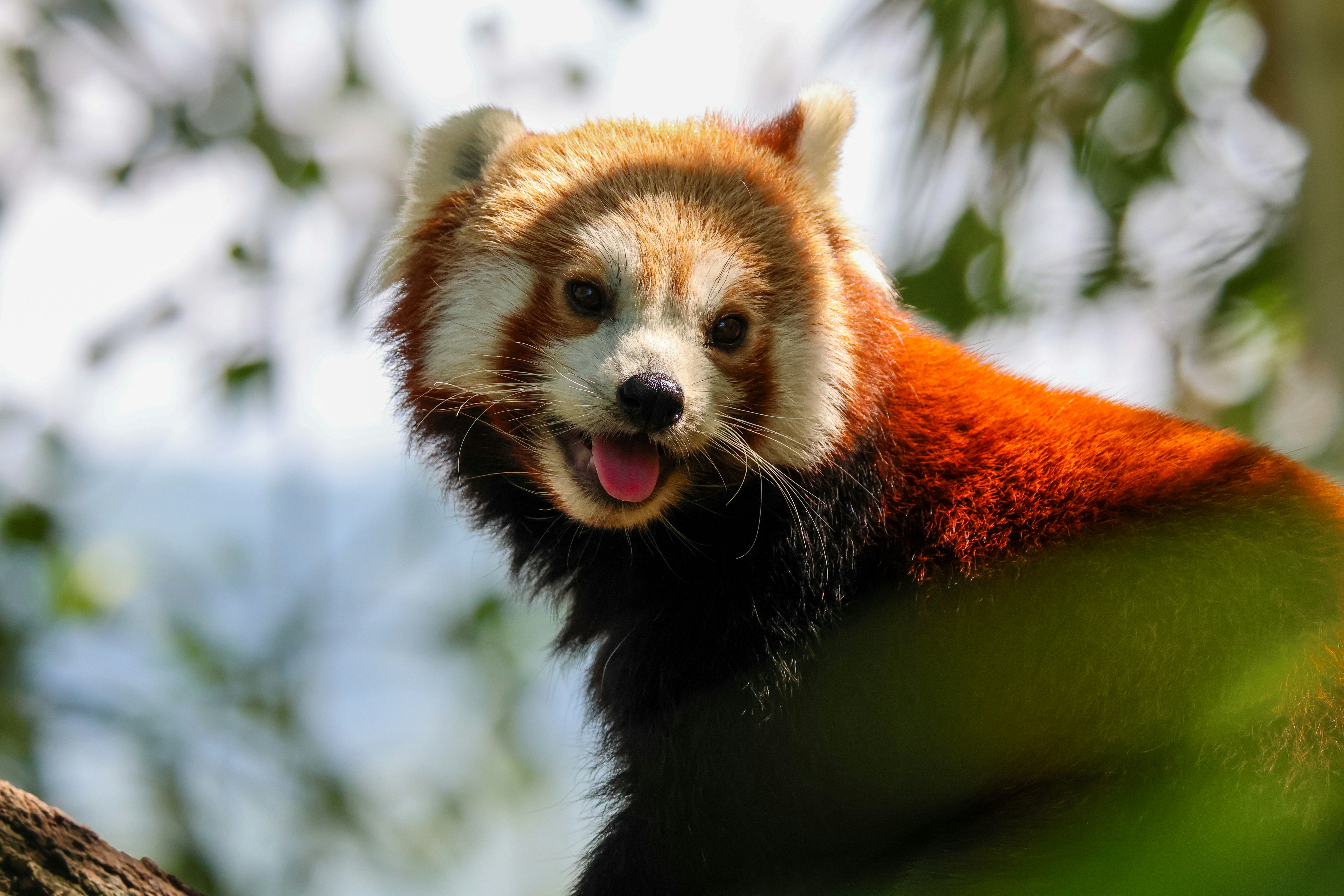 Red Panda Gaze: A Moment of Curiosity Among Leaves