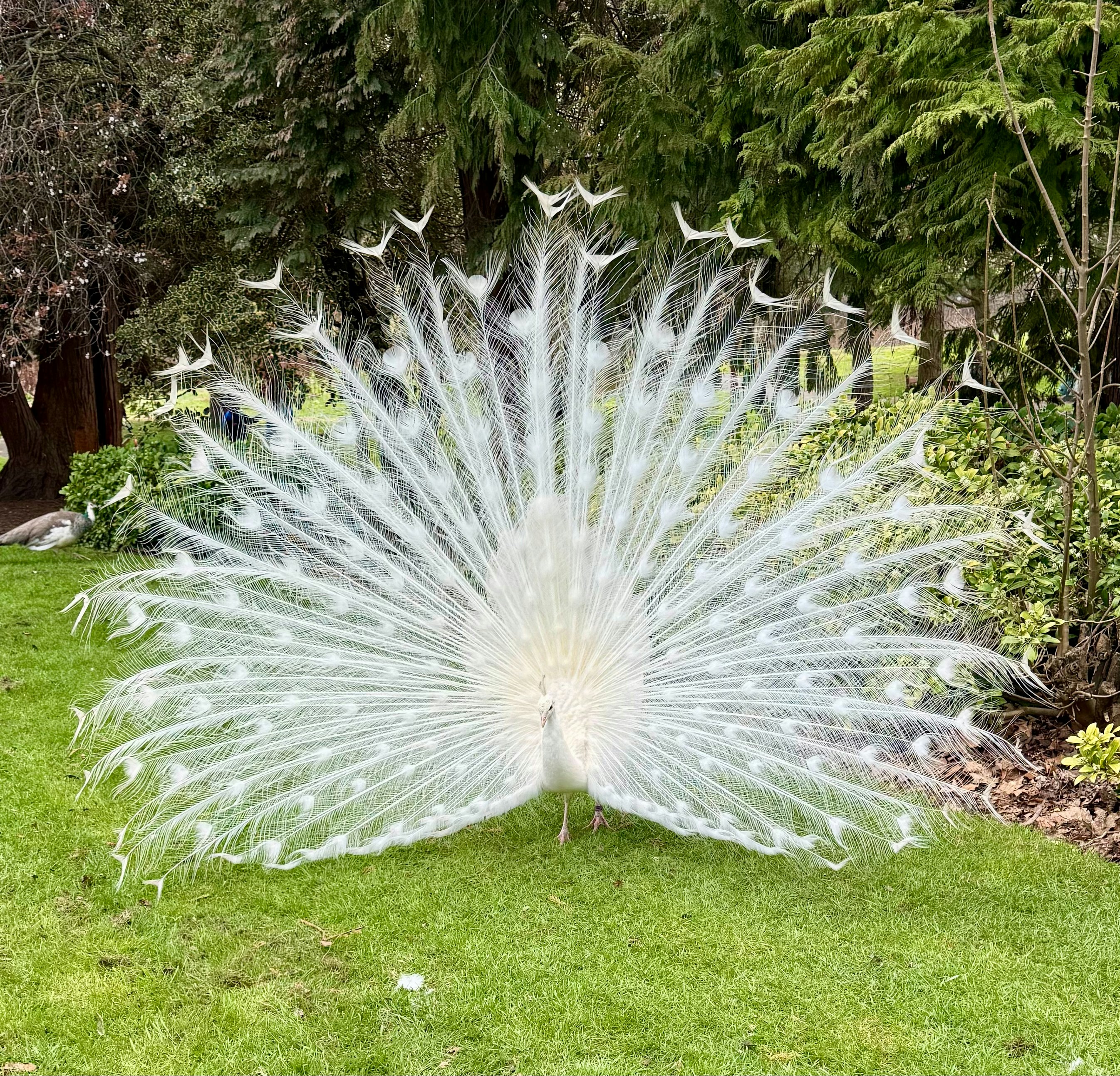 White Peacock Fan in a Garden Spotlight