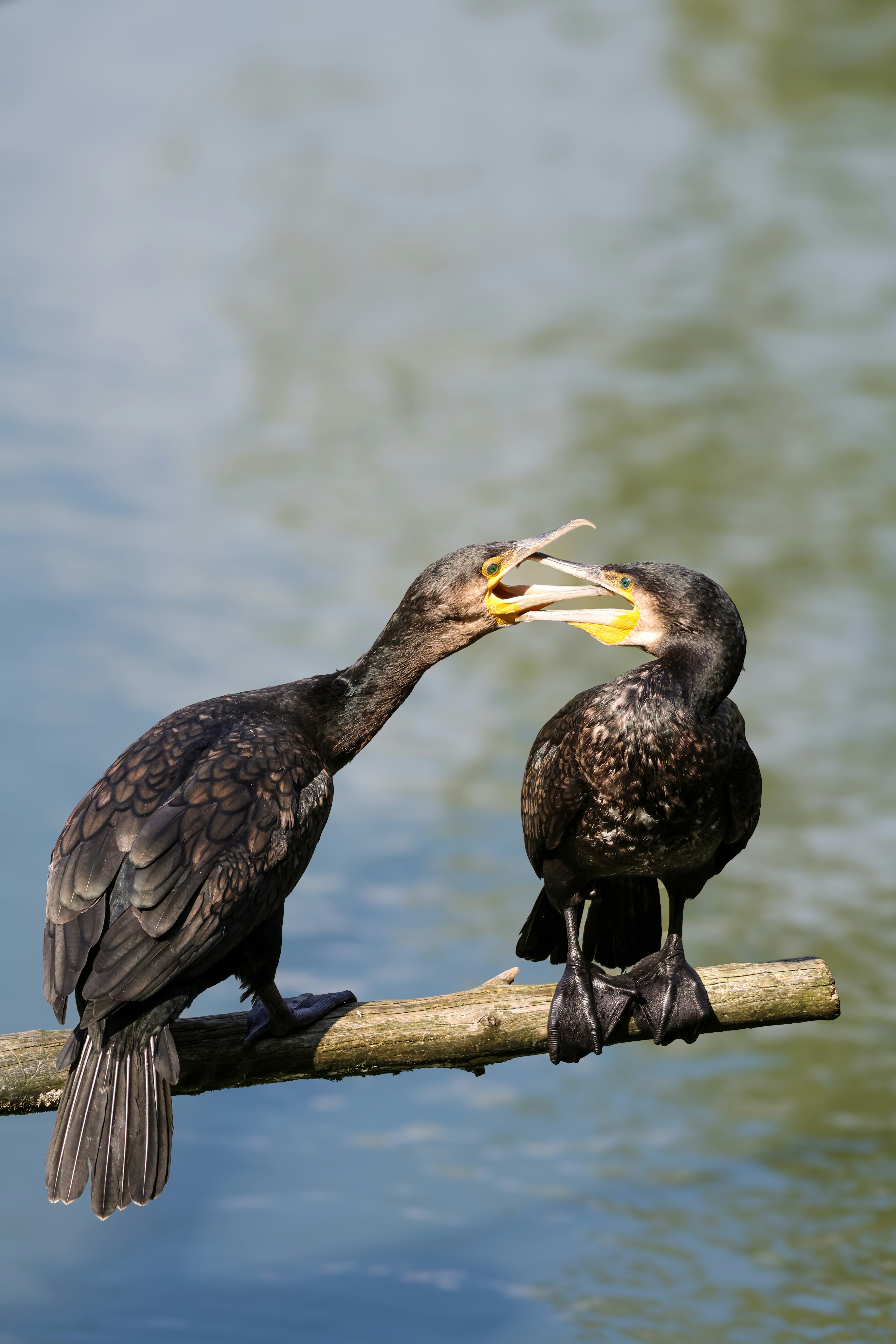 Two Great Cormorants Face Off on a Sunlit Reed-Threaded Perch