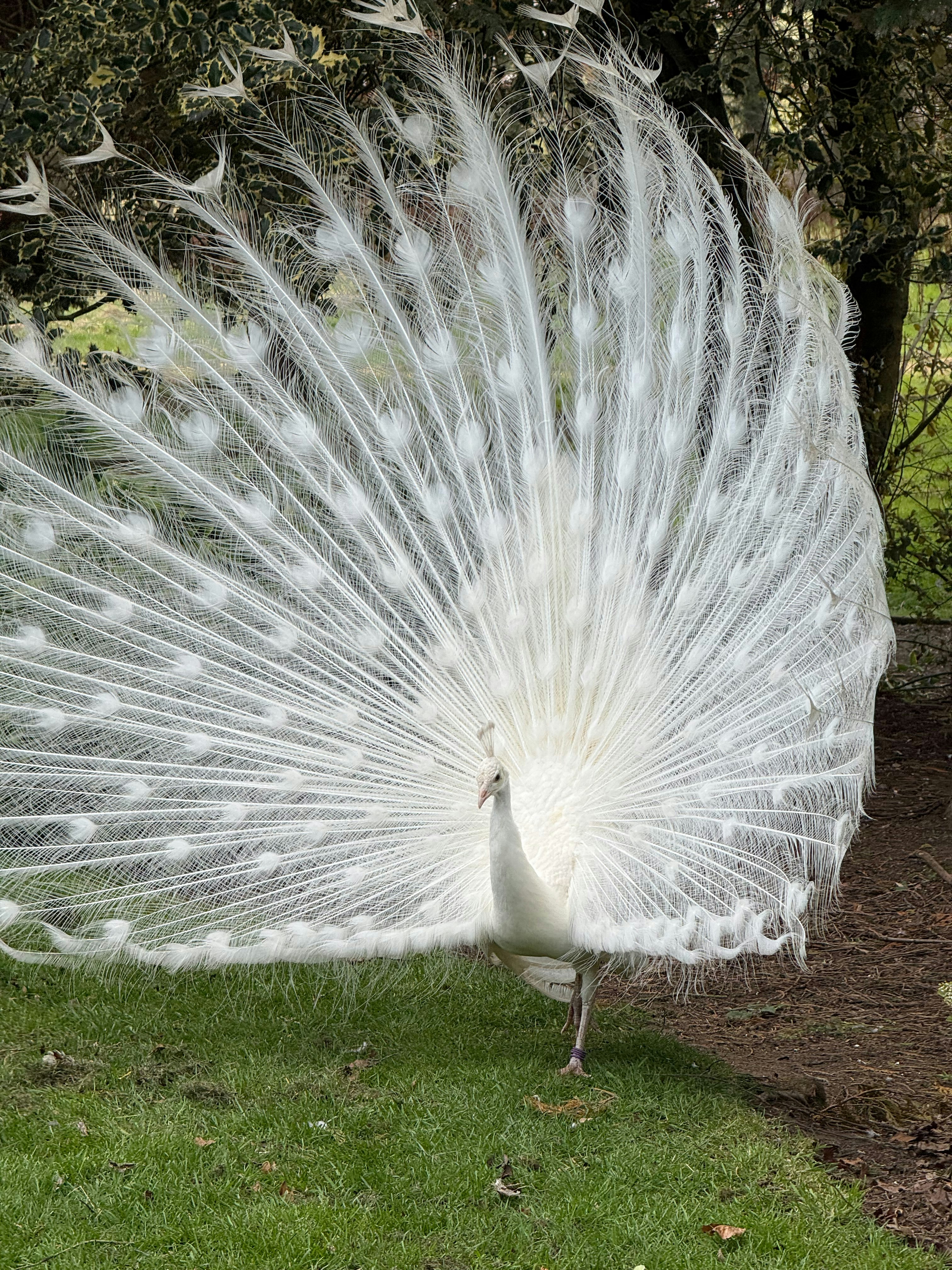 Circular Spotlight: A White Peacock unfurls its Fan in a Sunlit Park