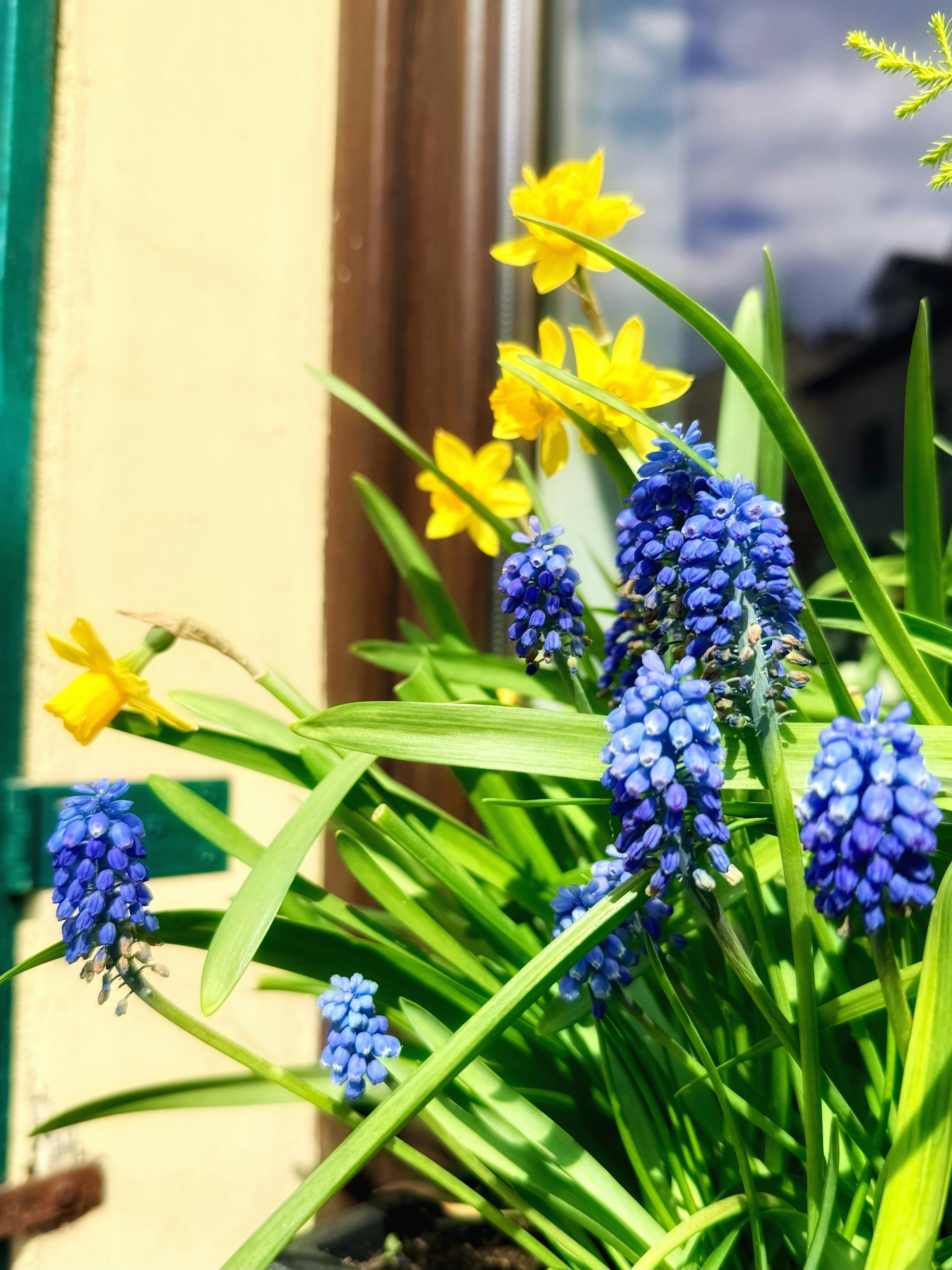 Blue grape-like blooms emerge beside a sunlit window