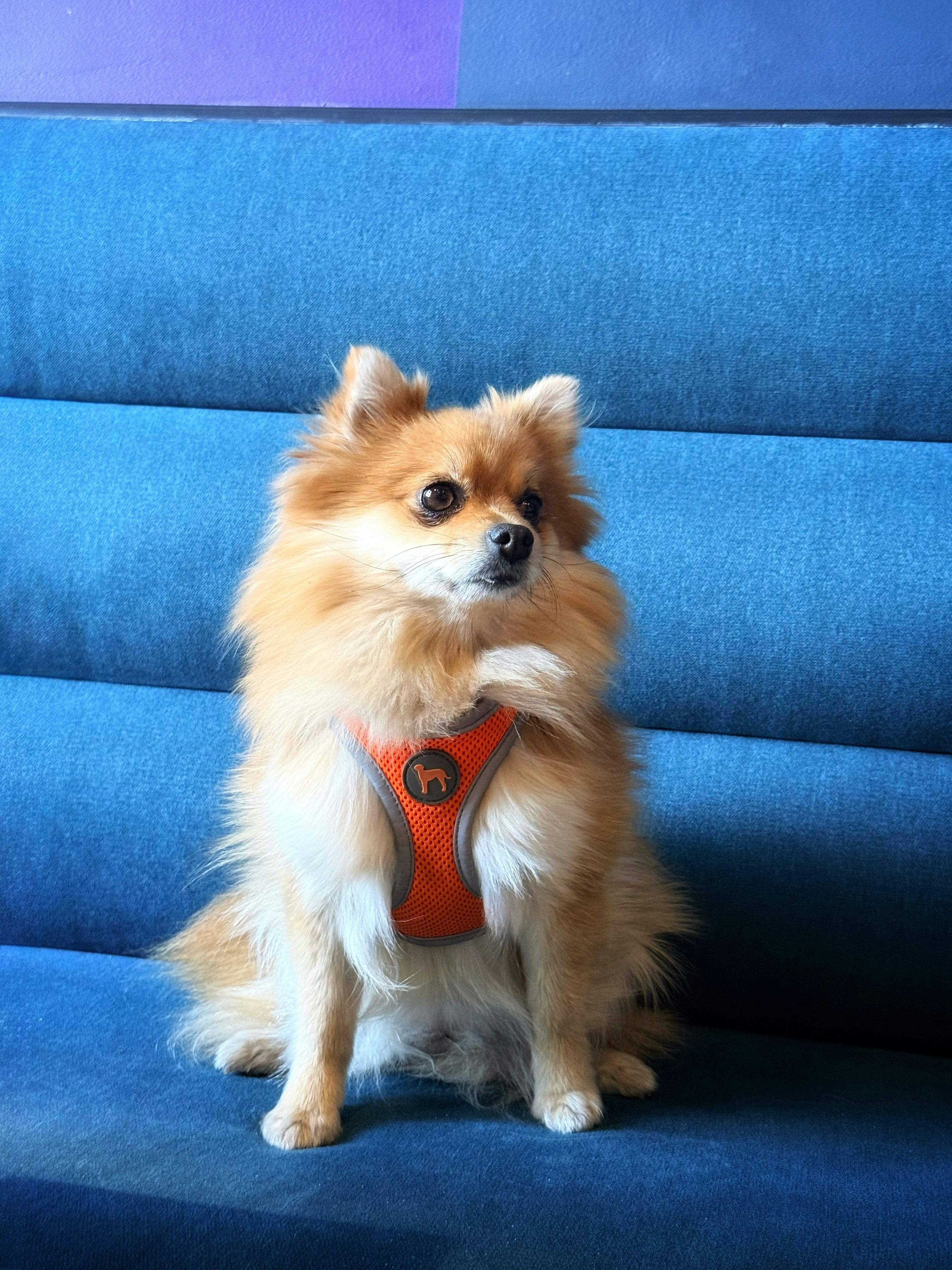 Cozy Chihuahua in Orange Harness on Velvet Blue Sofa