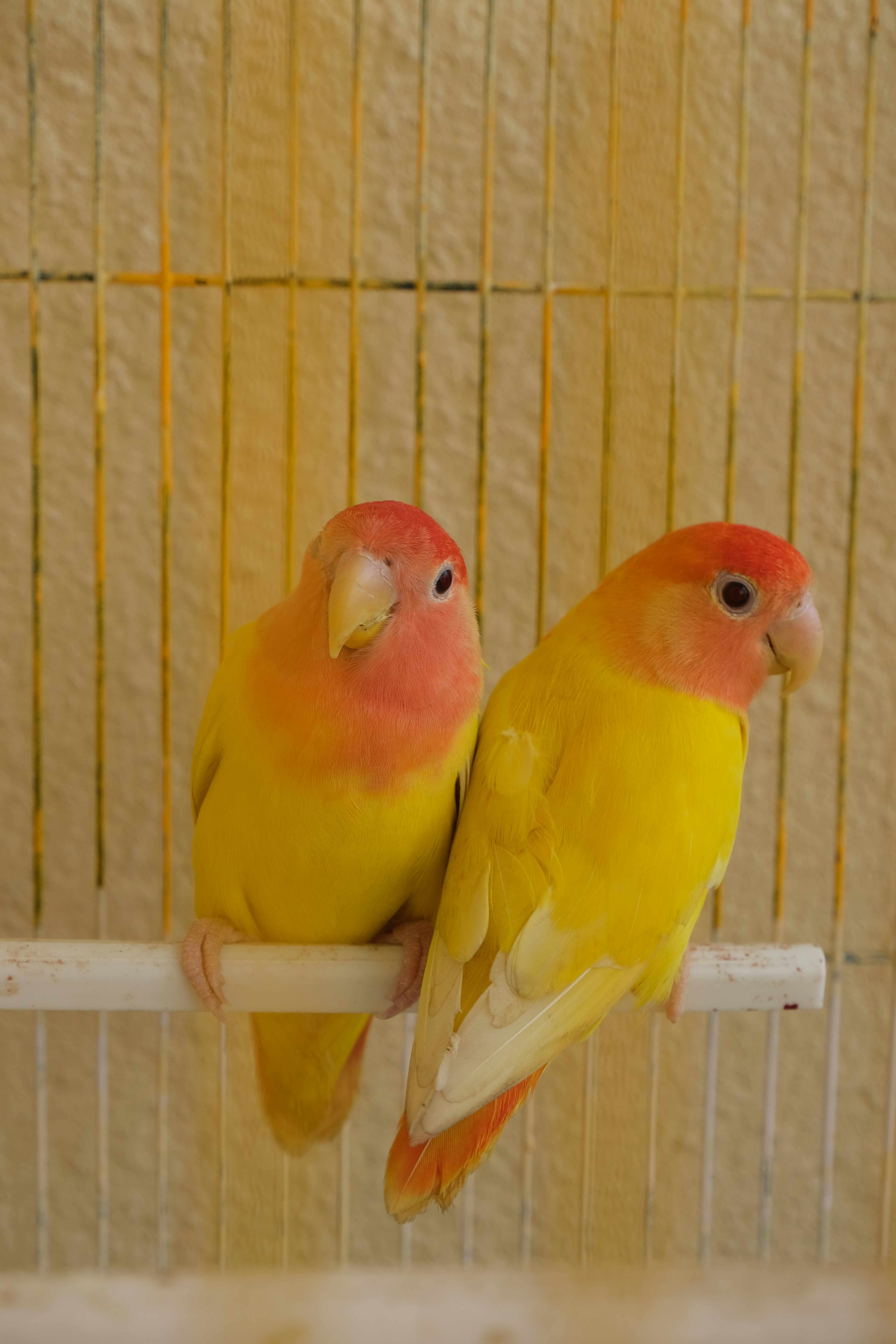 Two Sunshine Birds on a White Perch