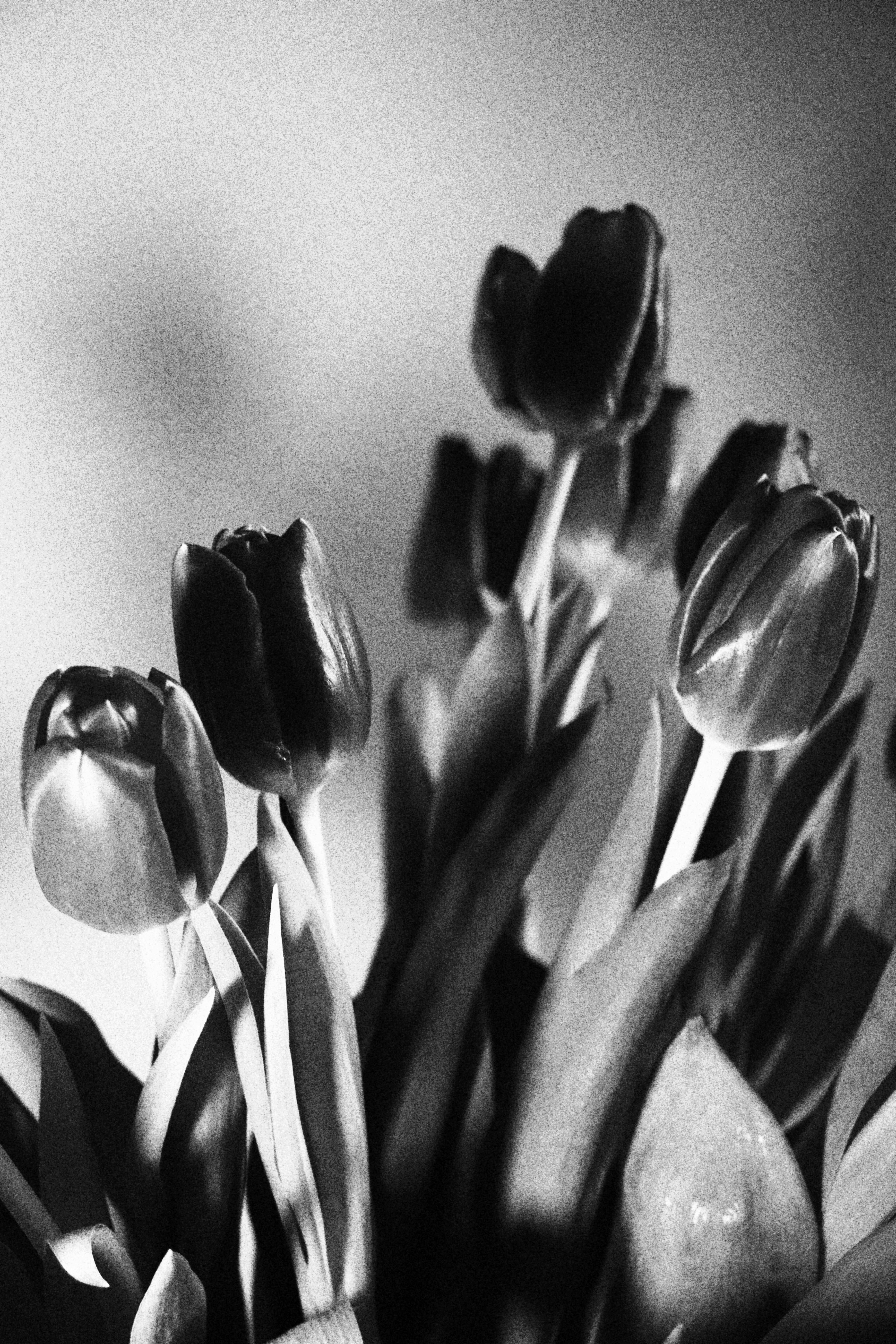 Monochrome Tulips: A Quiet Bouquet in Soft Focus