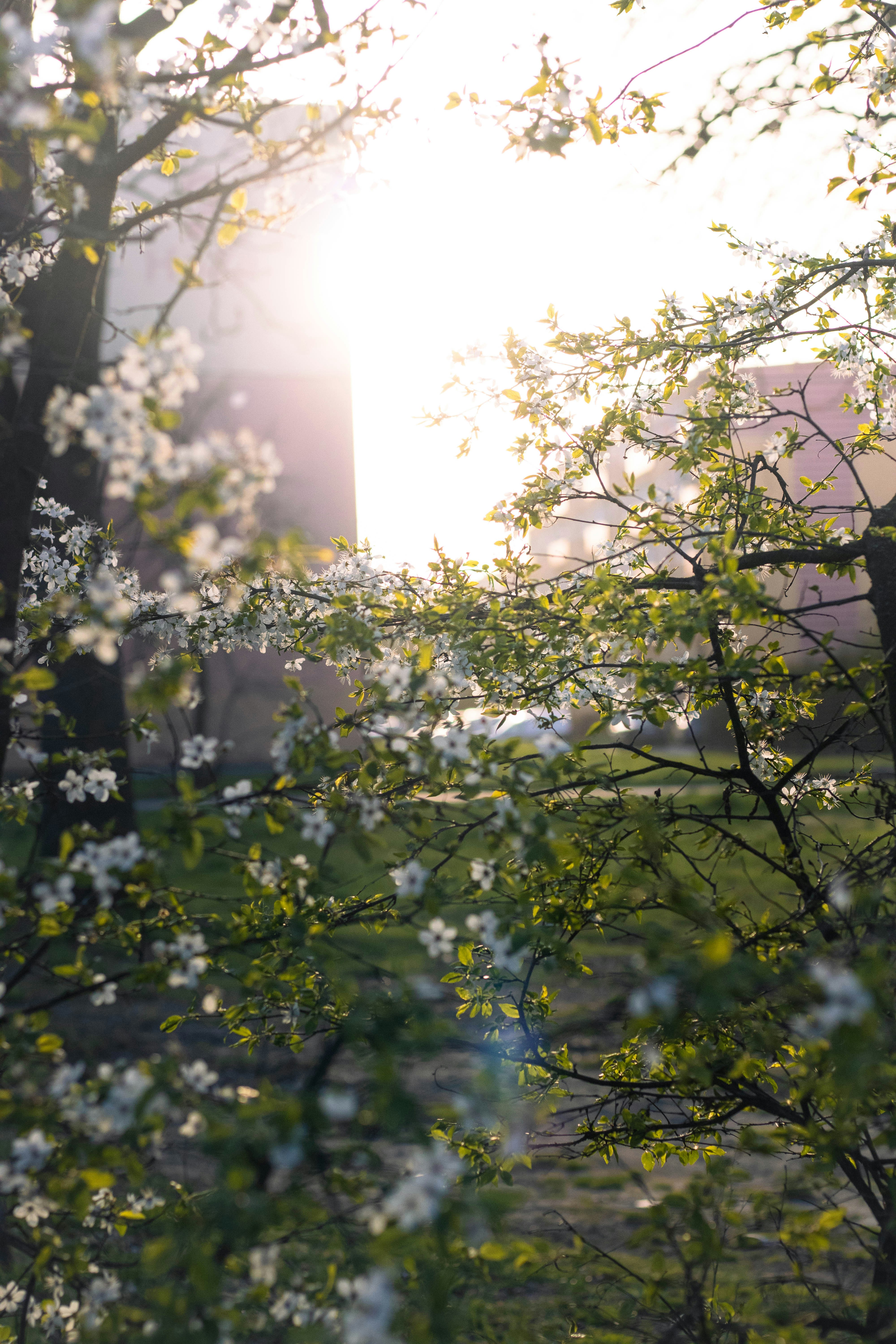 Sunlit Blossoms Framing a Quiet Garden Gate