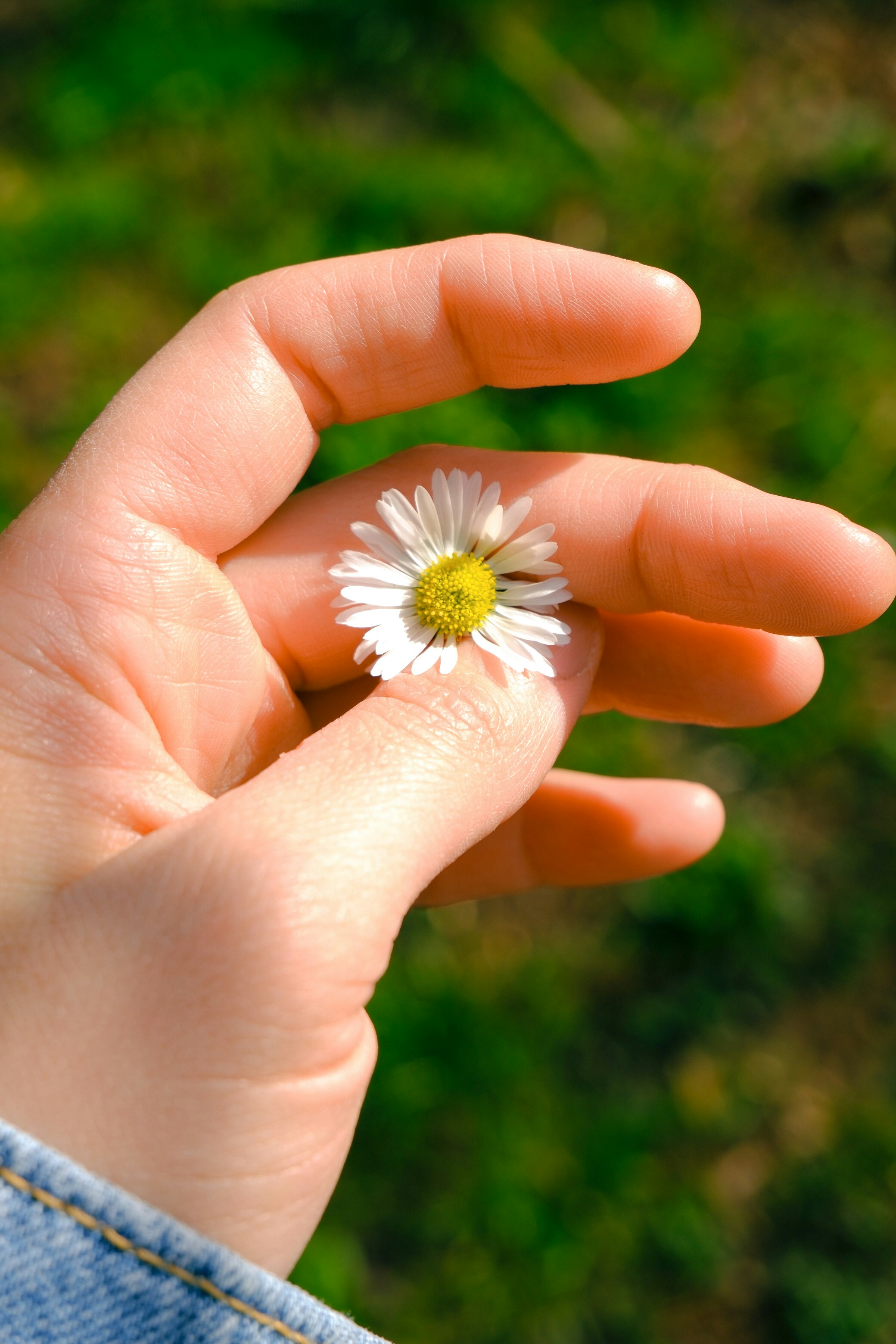 Holding a Delicate Daisy: A Close-Up in Outdoor Light