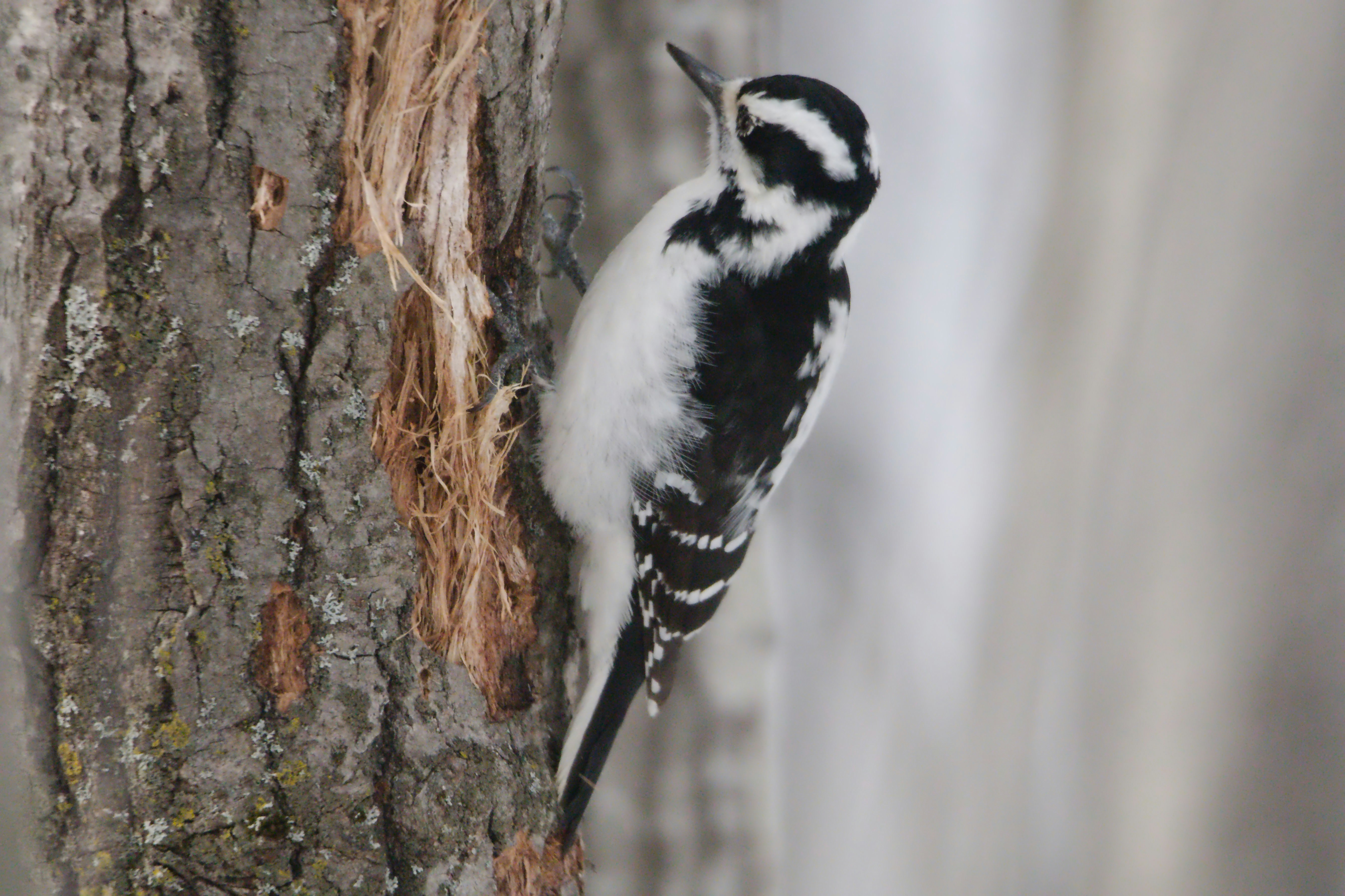 Black-and-White Woodpecker Streak Against Tree Bark