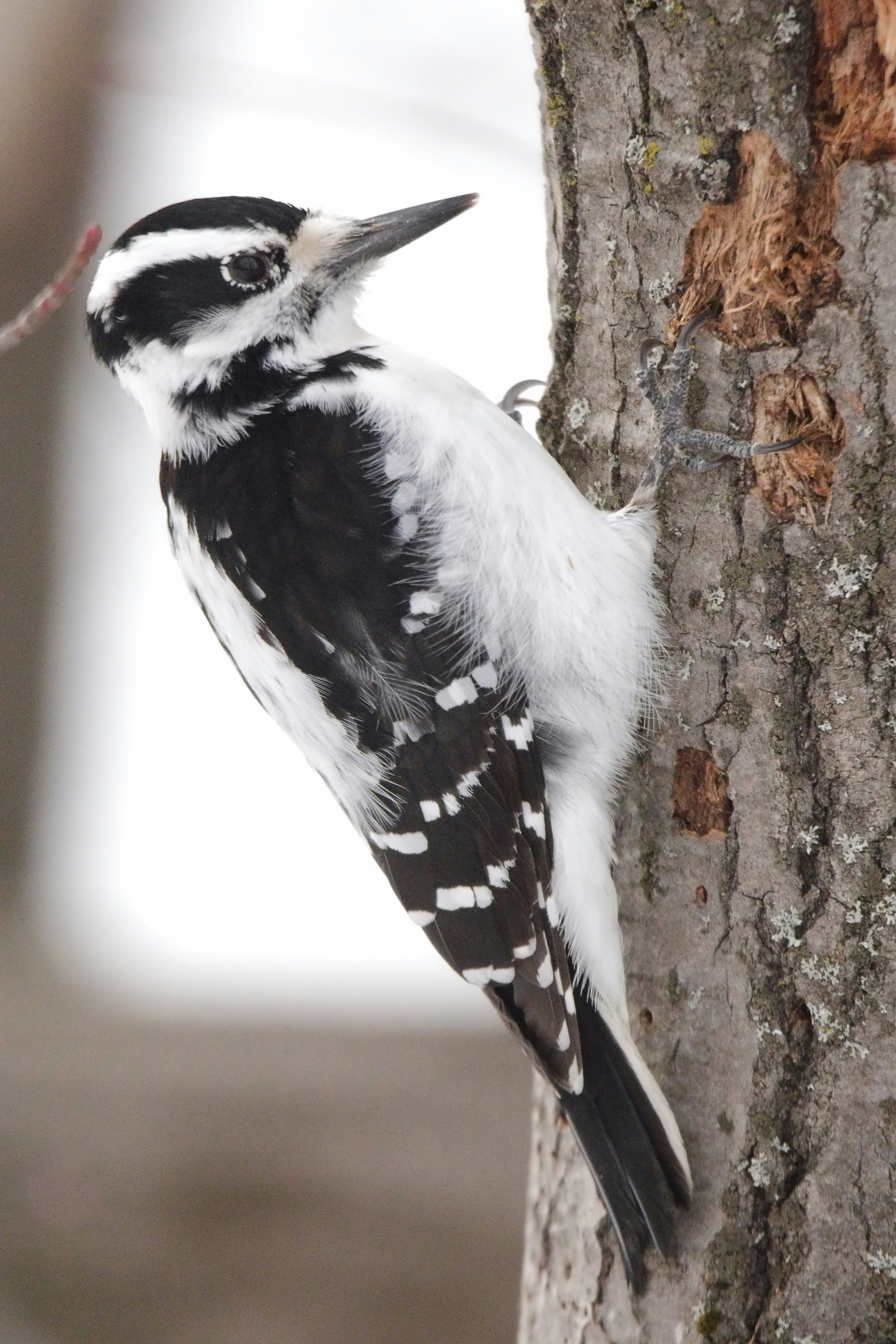 Black-and-White Woodpecker on a Weathered Trunk