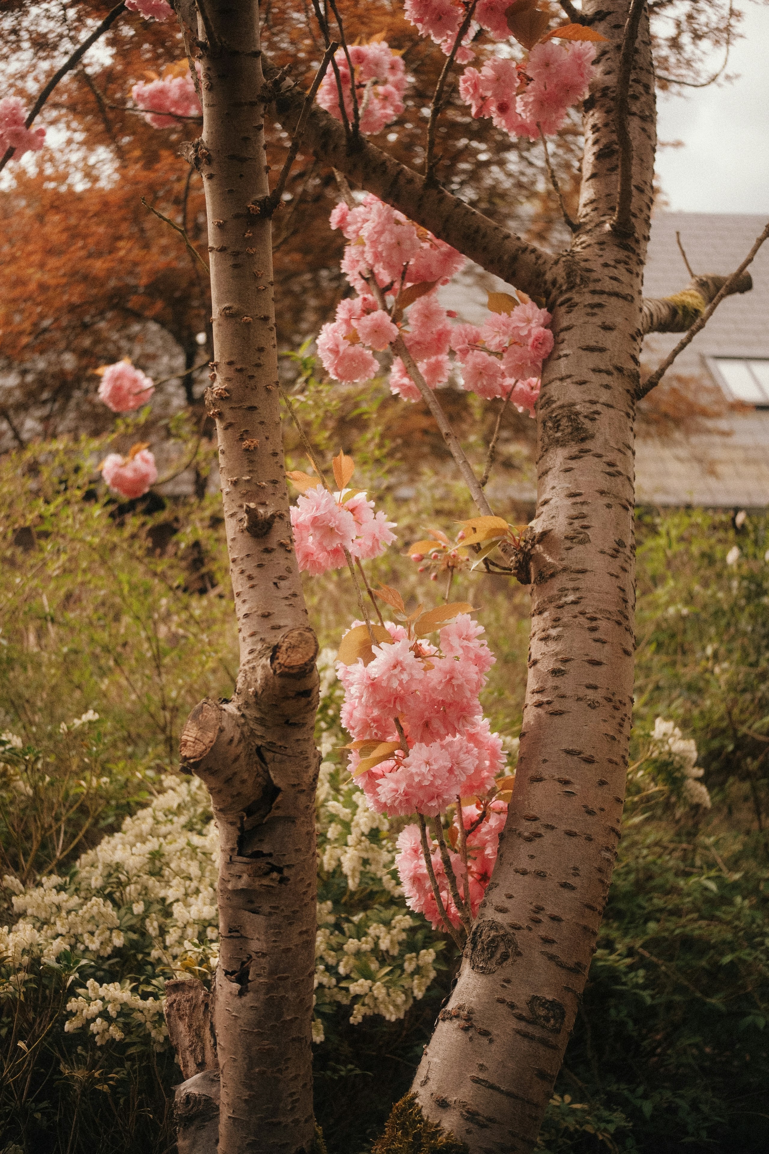 Pink bloom chorus between birch trunks in a sunlit garden