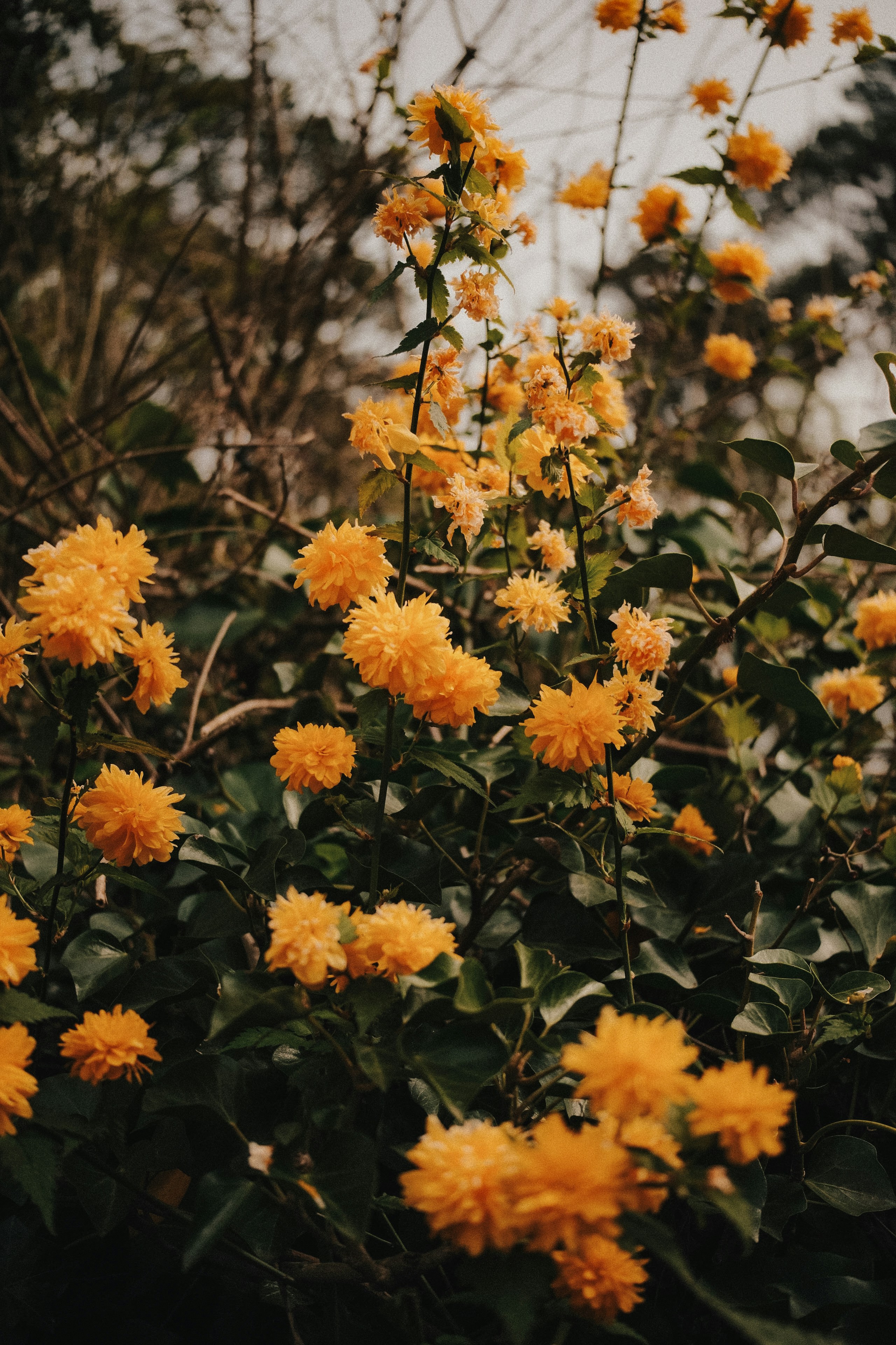 Golden clusters in a sunlit bushreach