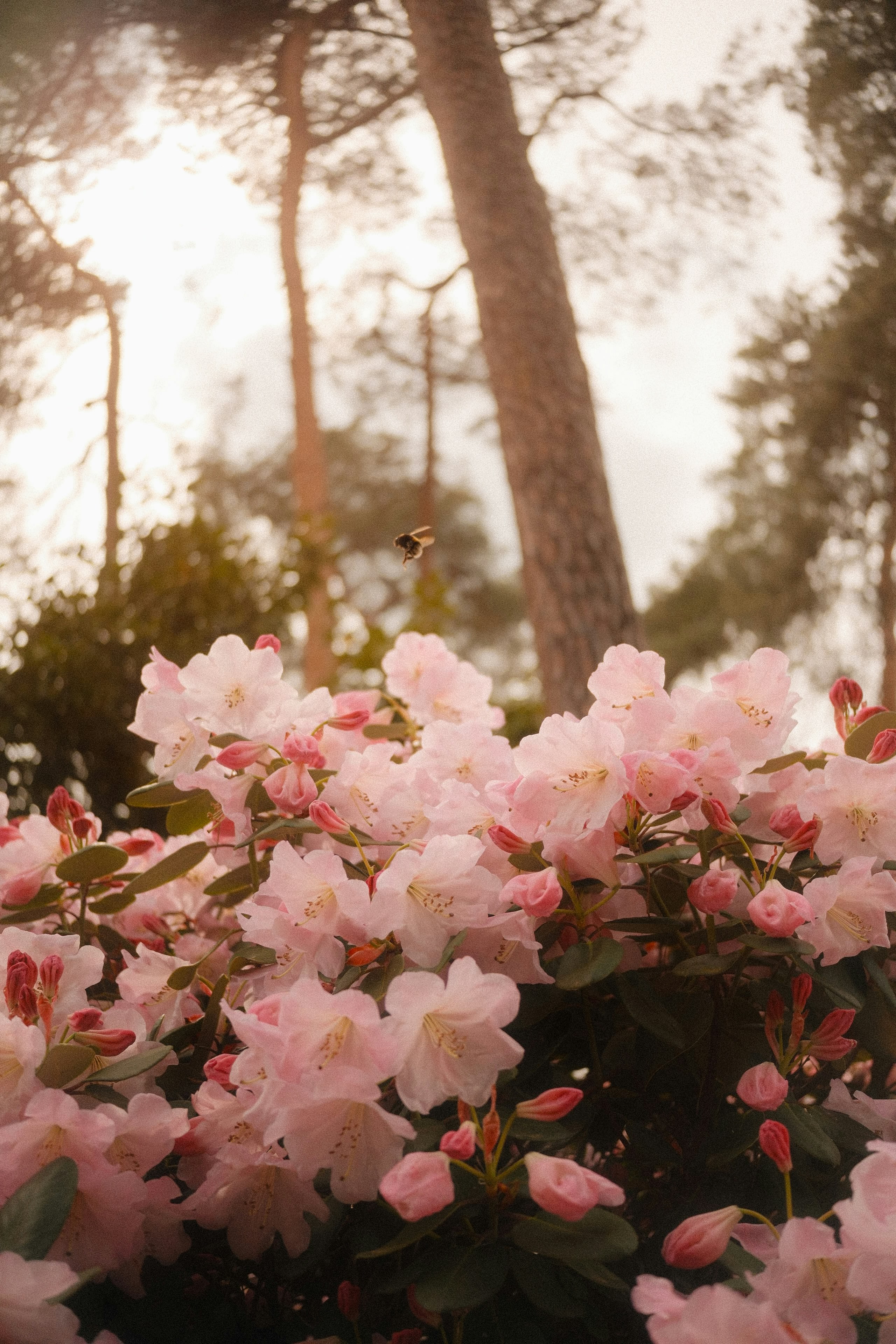 Soft Bloom in the Forest Light