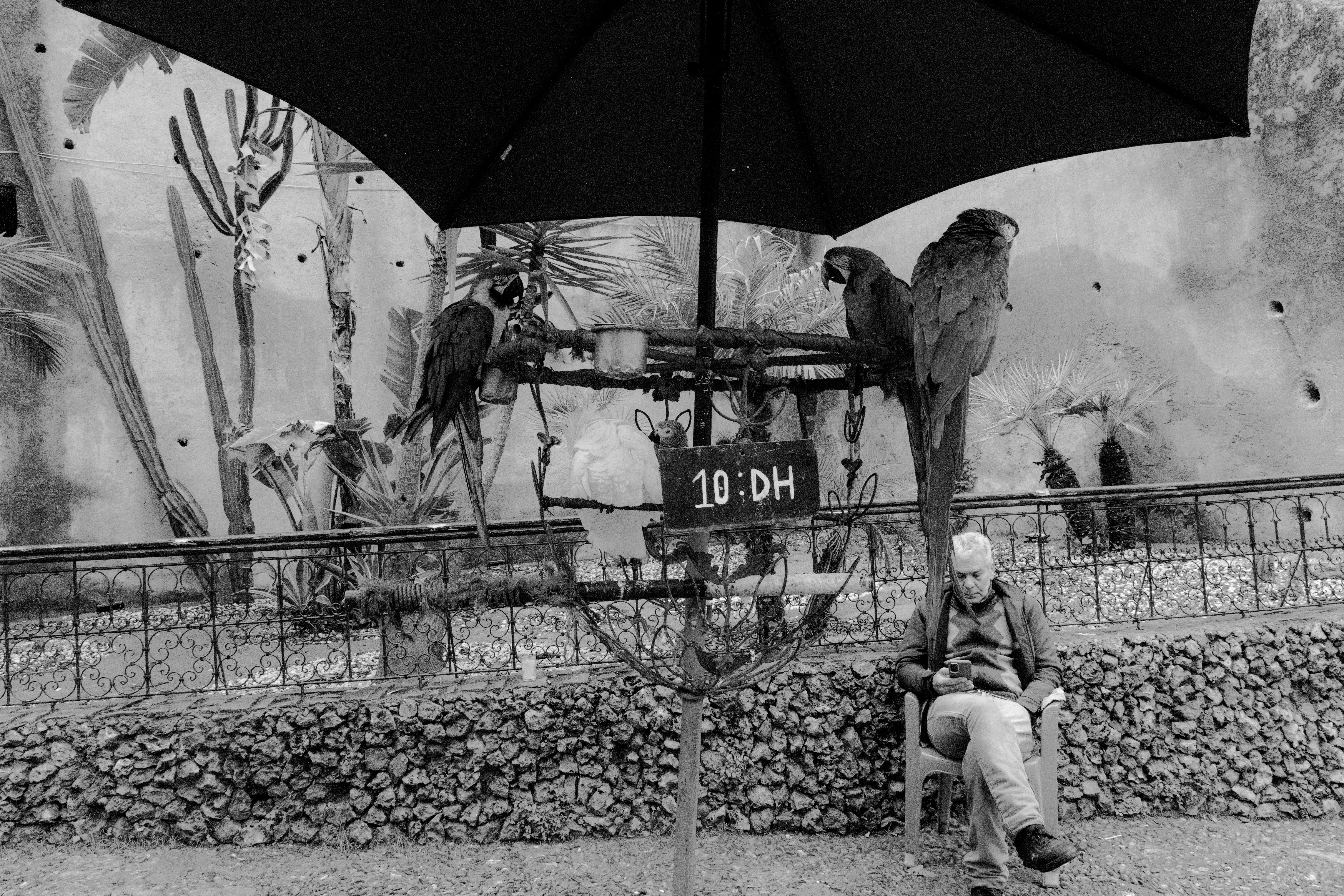 Umbrella Observatory: Birds, Bench, and a Quiet Watch