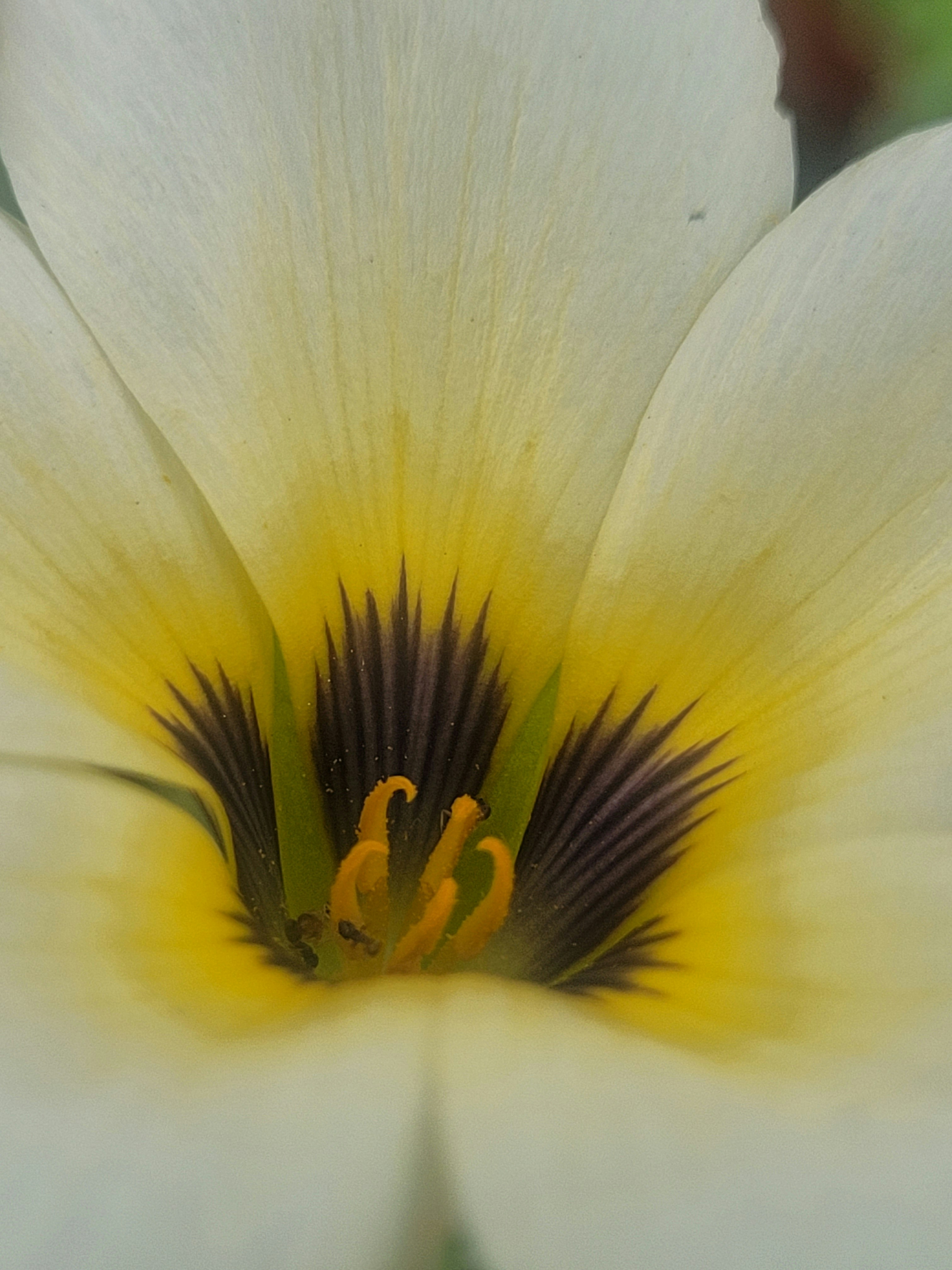 Petals Framing a Dark-Revealed Stamen