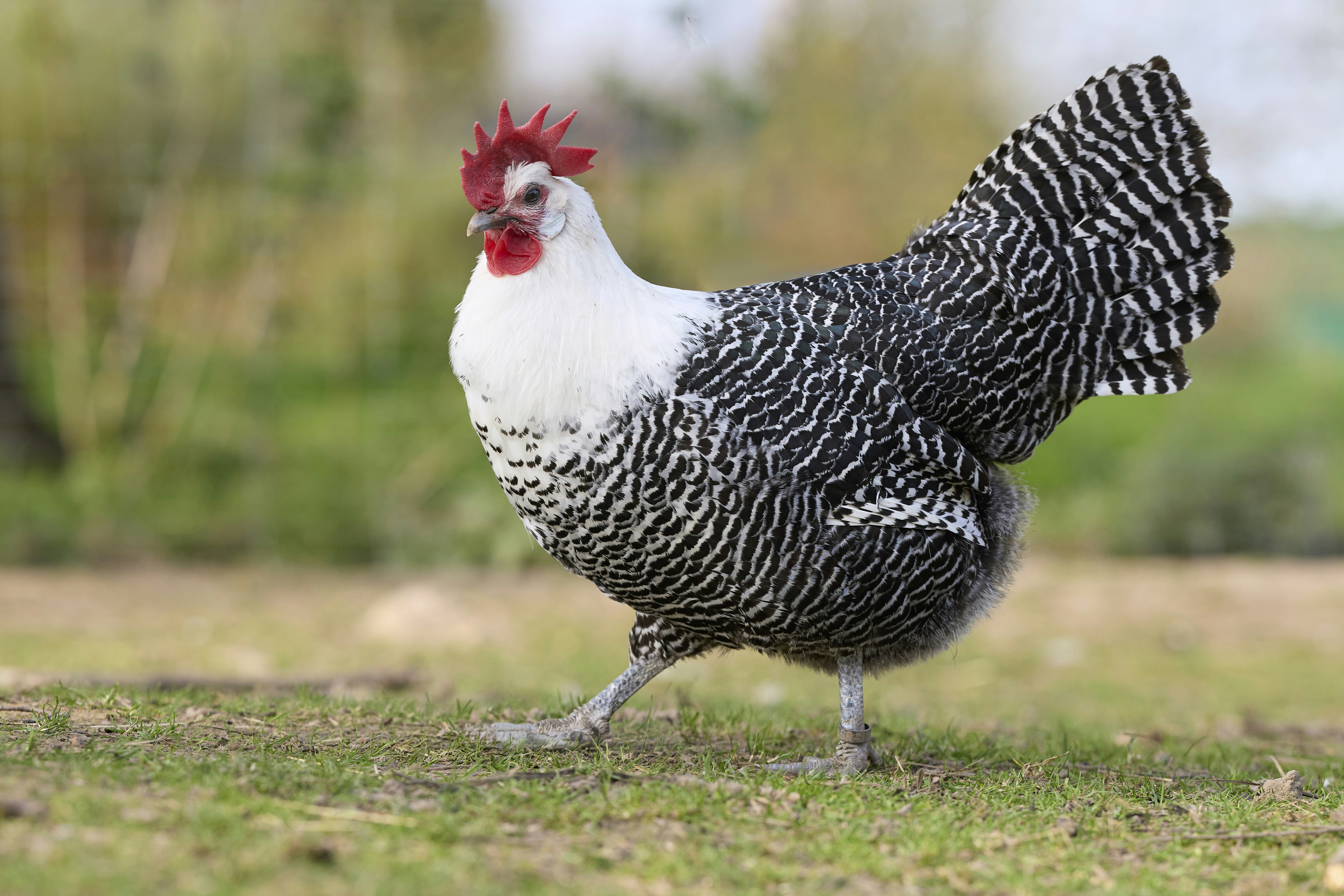 White-feathered Hen On Grass with Spotted plumage and bright Red Comb