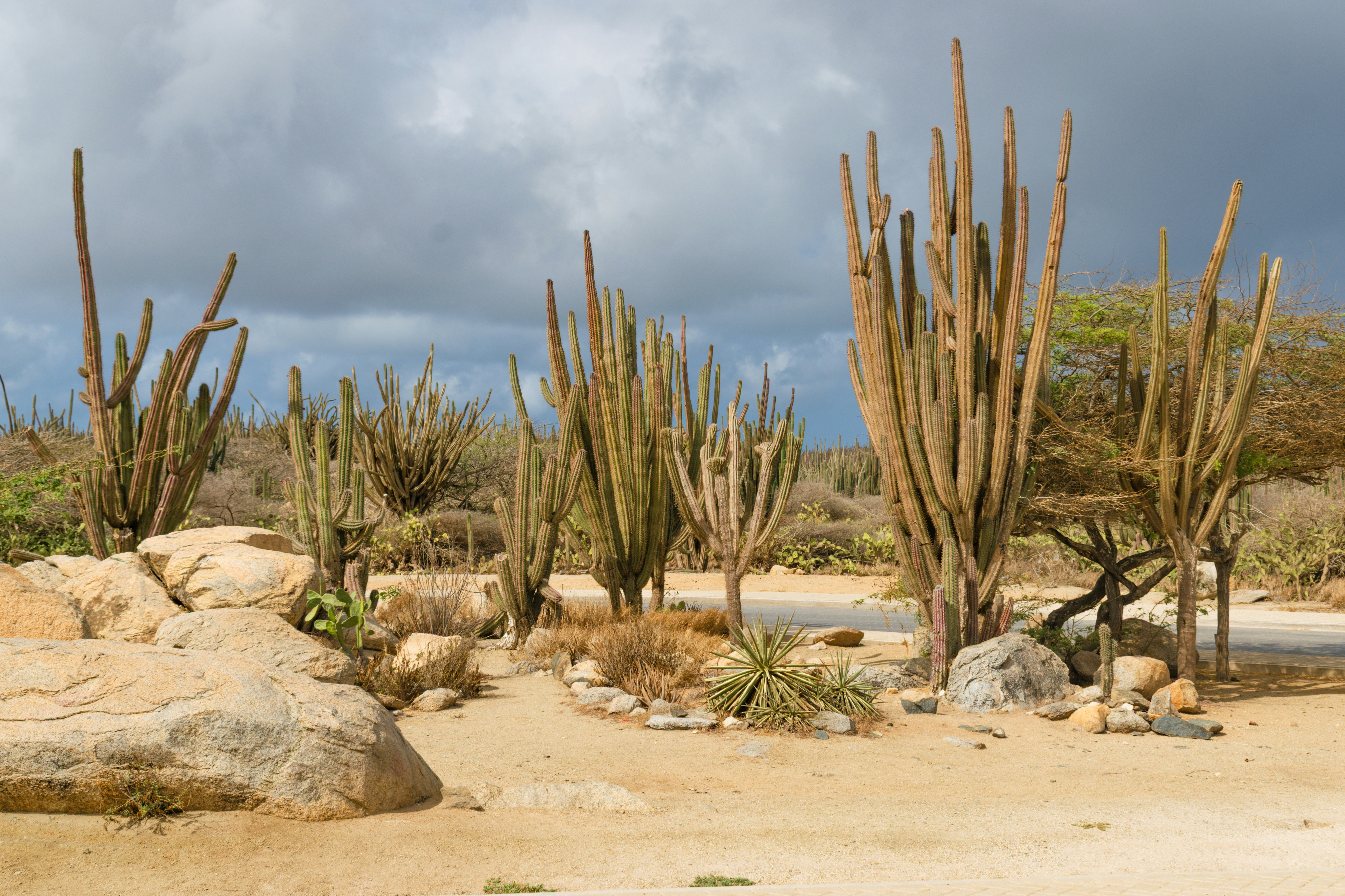 Desert Garden Sentinel: A Stand of Cacti Amid Stone and Sand