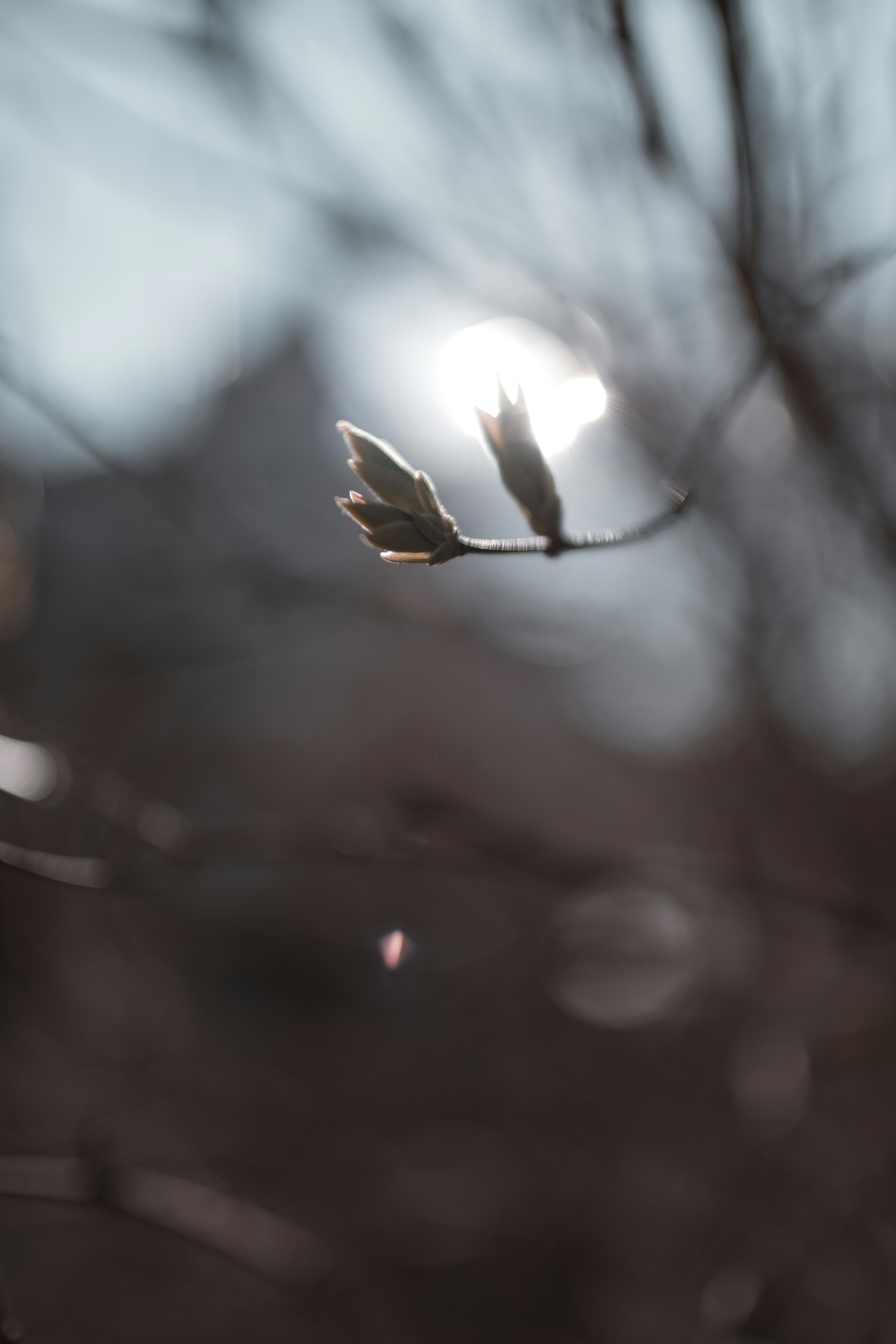 First Bud in Frosted Light
