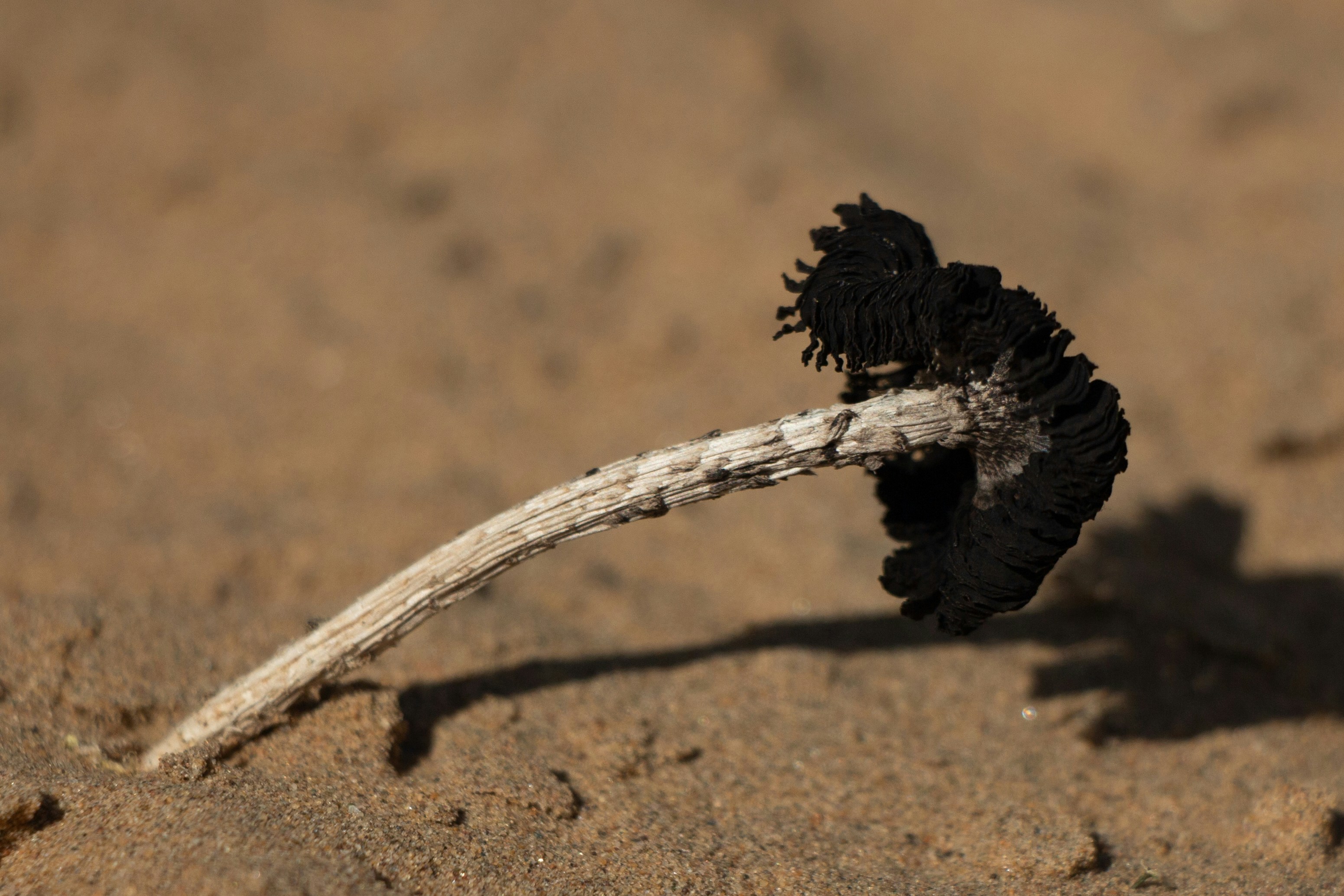 Desiccated Fungus Emerges from Sand