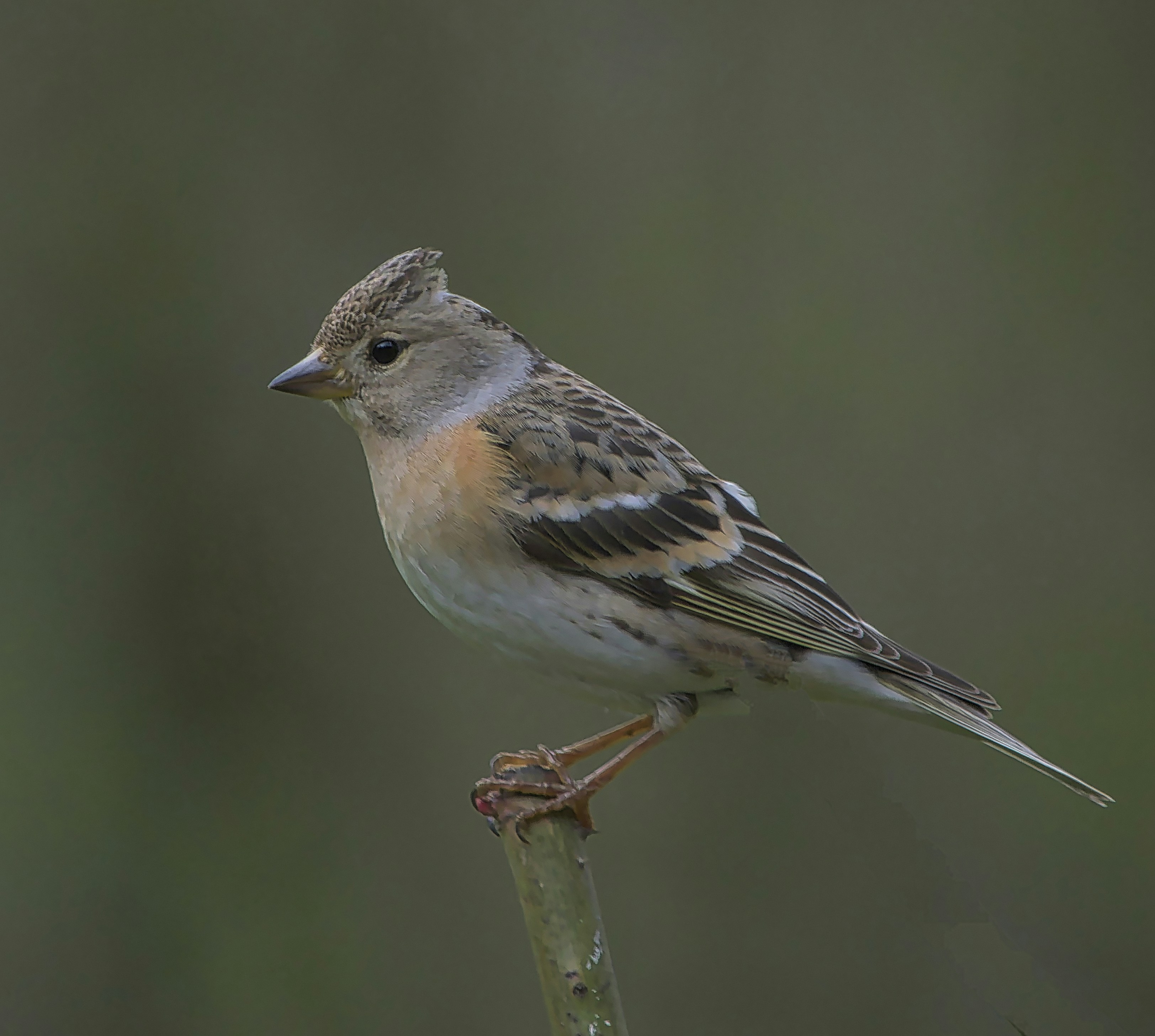 Perch at the Edge: A Small Finch in Focus
