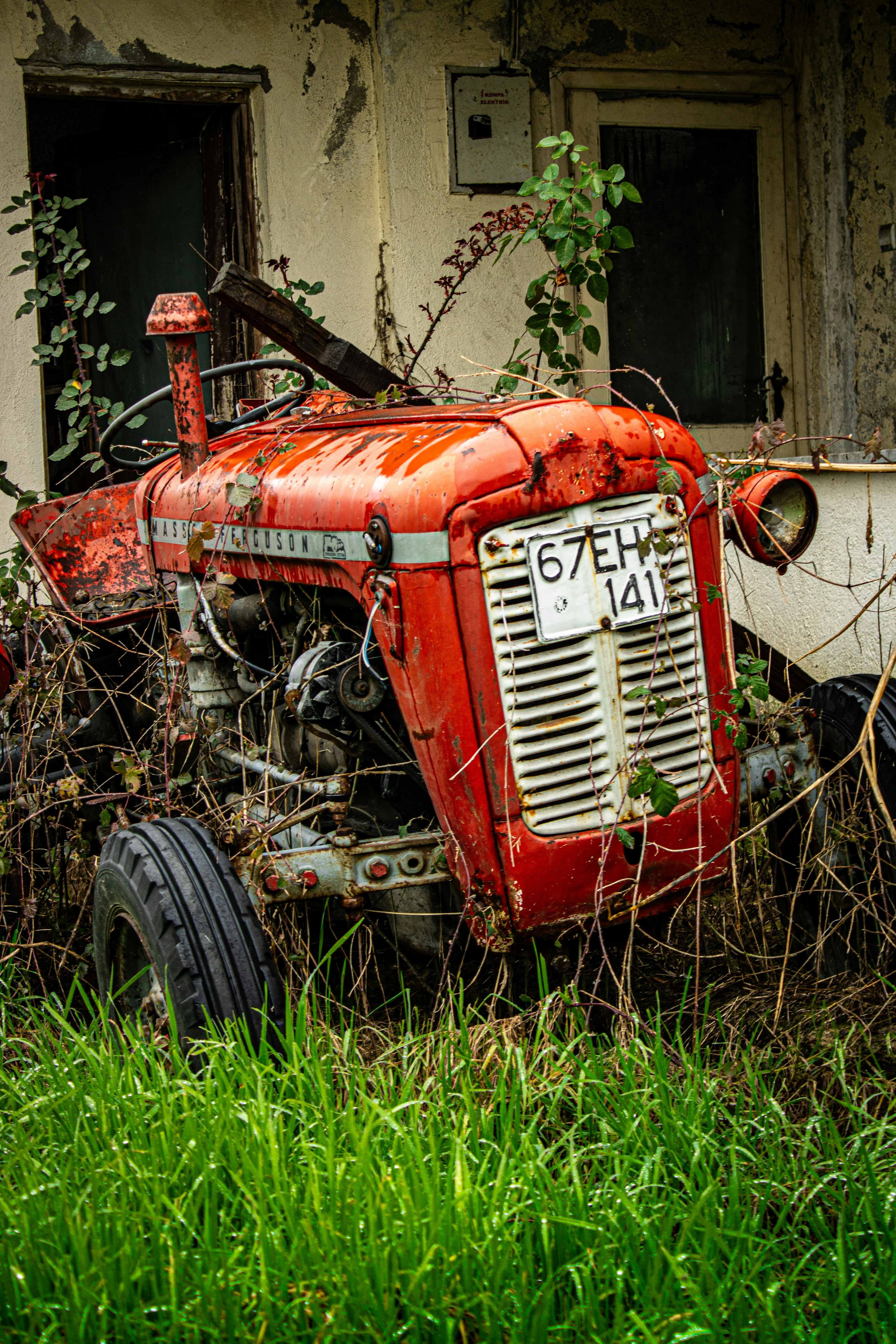 Red Tranquility in the Overgrown Orchard