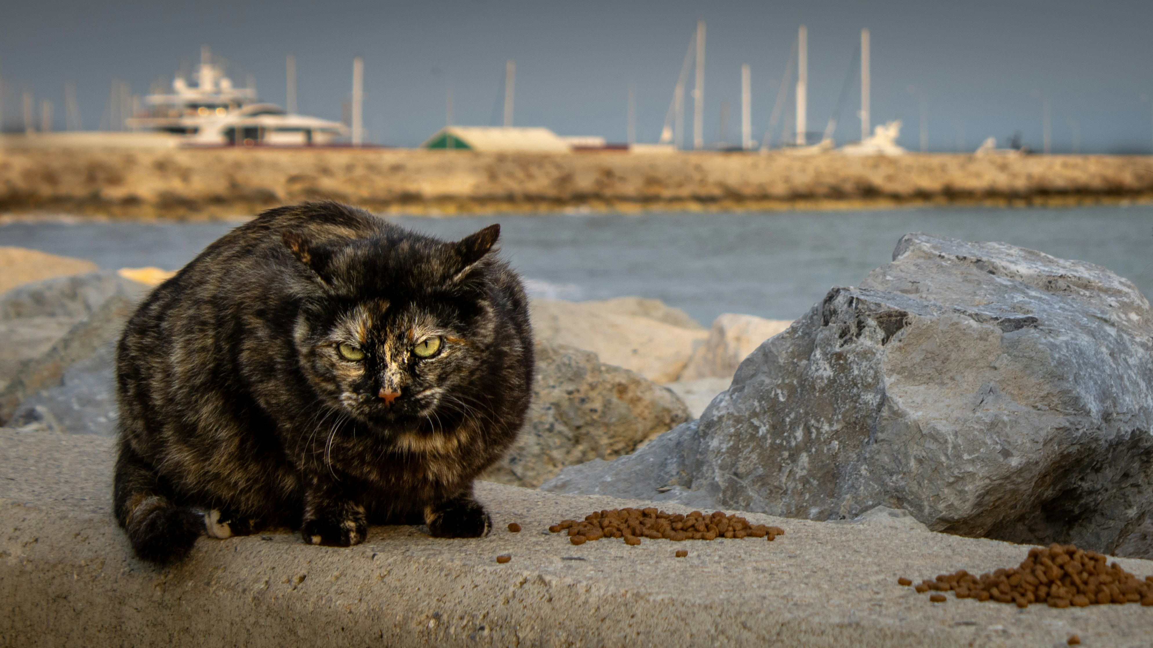 Rock-Clearing Feline: A Coastal Cat Survey