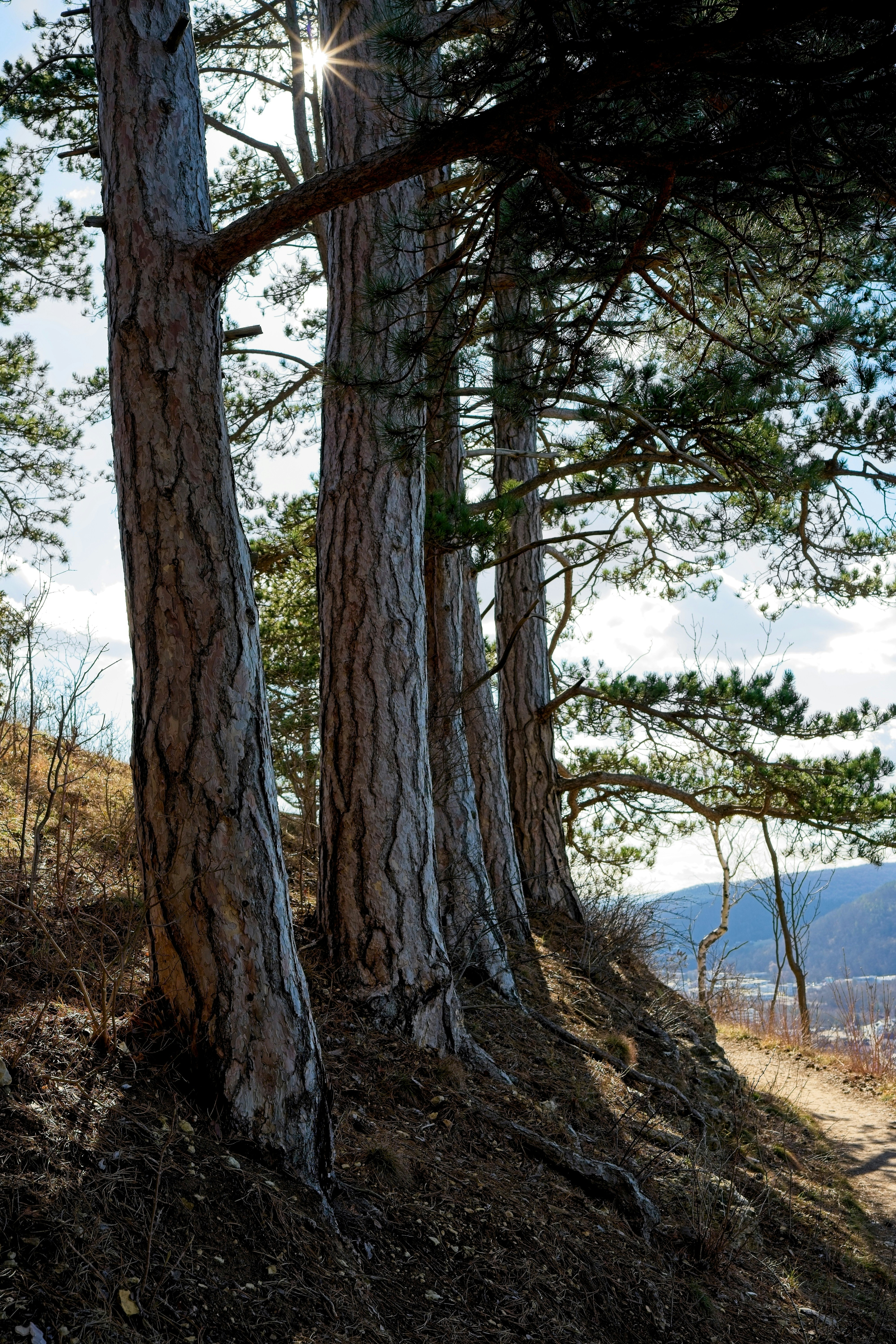 Sunlit Pines on the Ridge