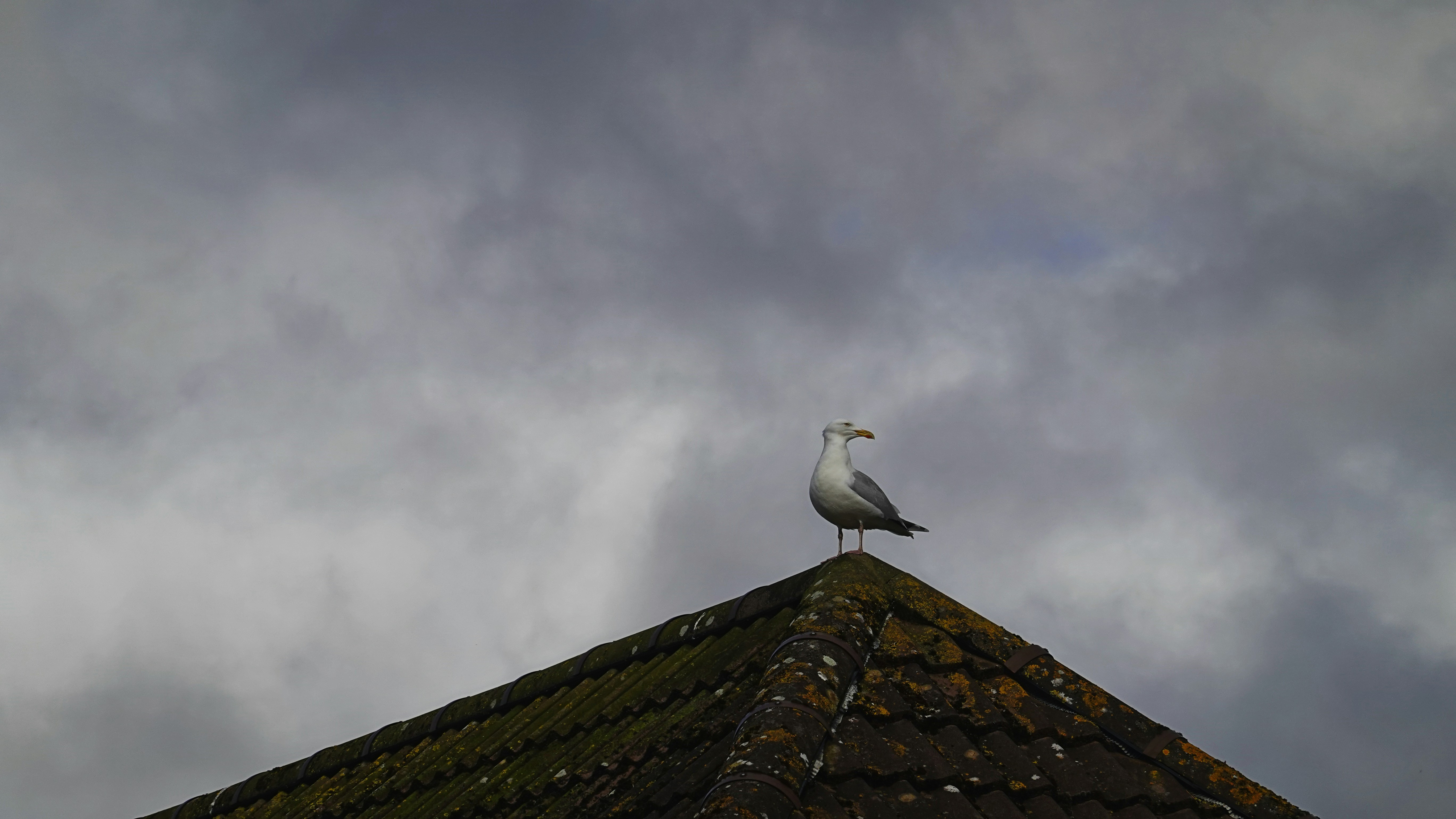 Seagull Sentinel Above the Mossy Roof