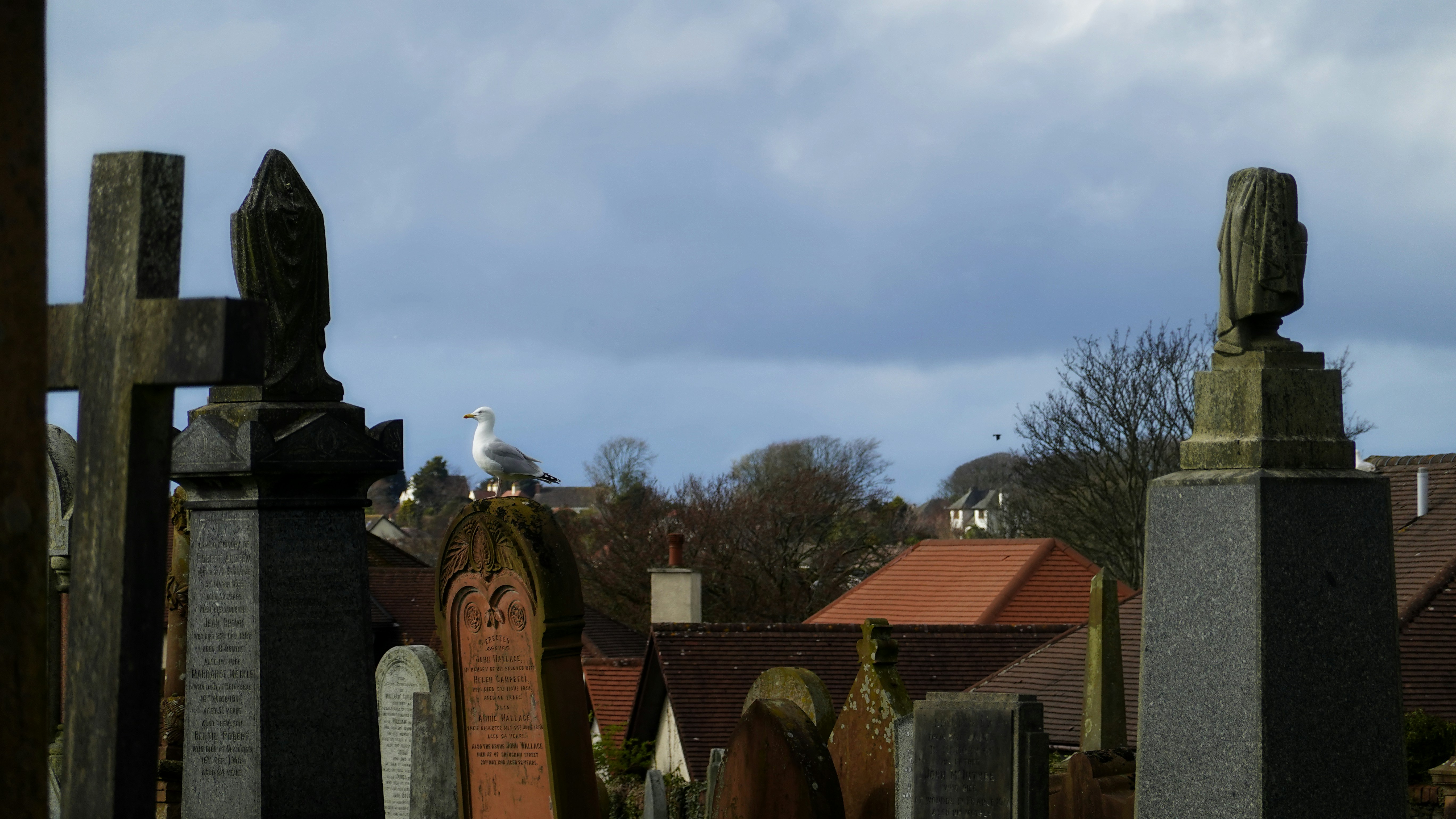 Seated Sentinel: A lone gull atop a weathered tomb