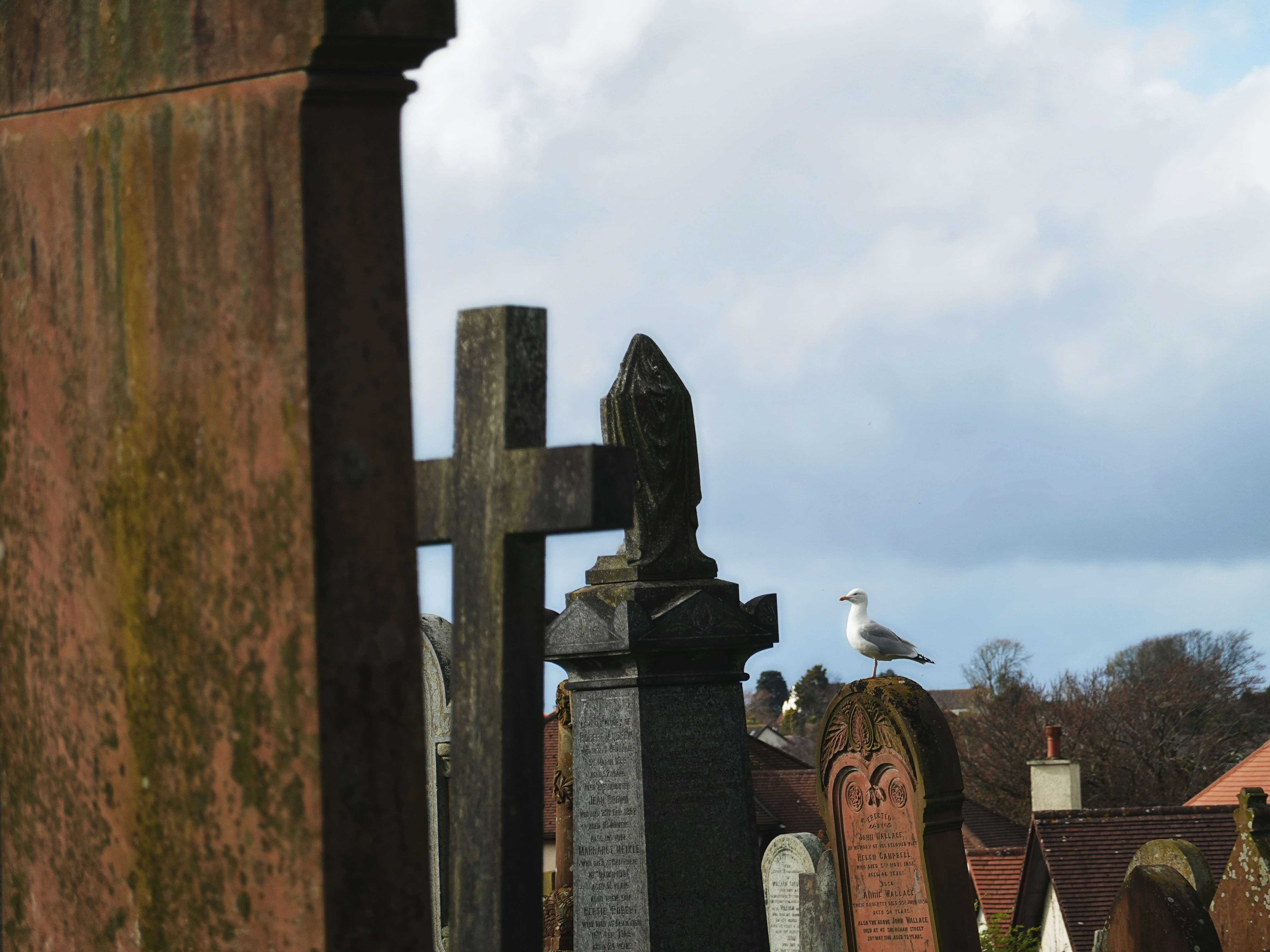 Seabird Sentinel over Weathered Stones